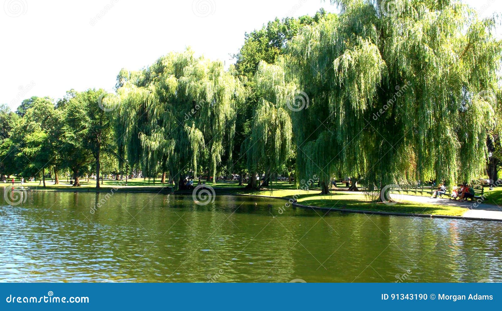 Willows by the water stock photo. Image of greenery, park - 91343190