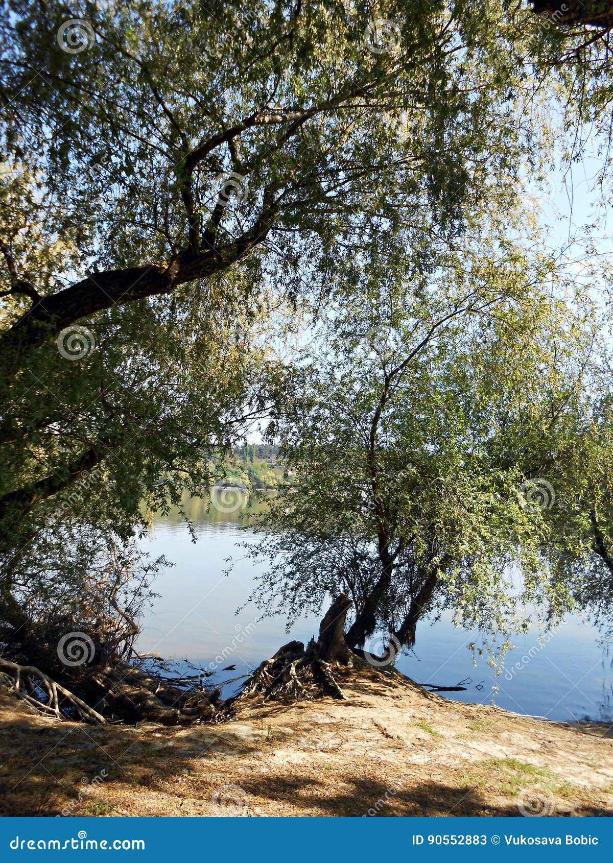 Willows stock image. Image of willow, shore, close, lights - 90552883