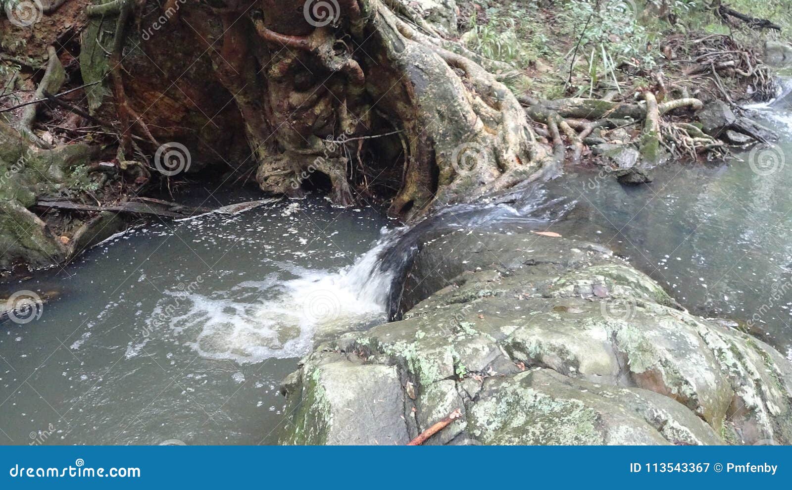 Willowvale Bush land fotografering för bildbyråer. Bild av sikt - 113543367