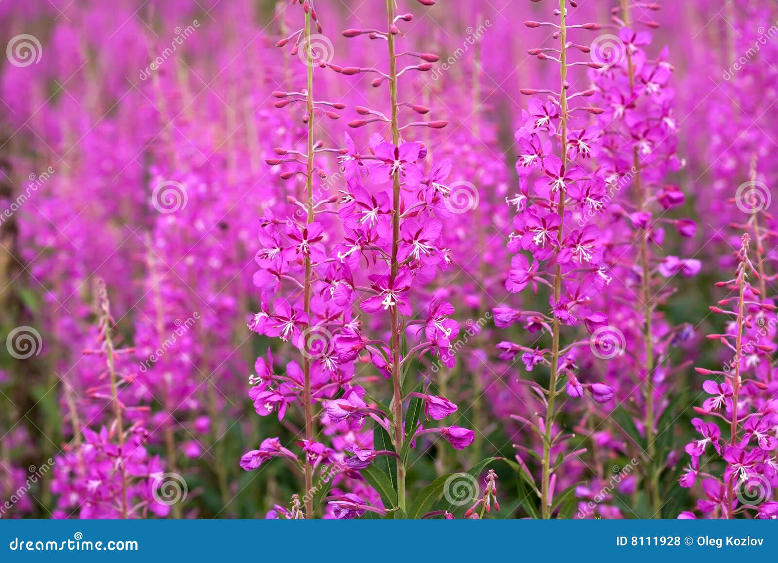 Willowweed stock photo. Image of weed, summer, meadow - 8111928