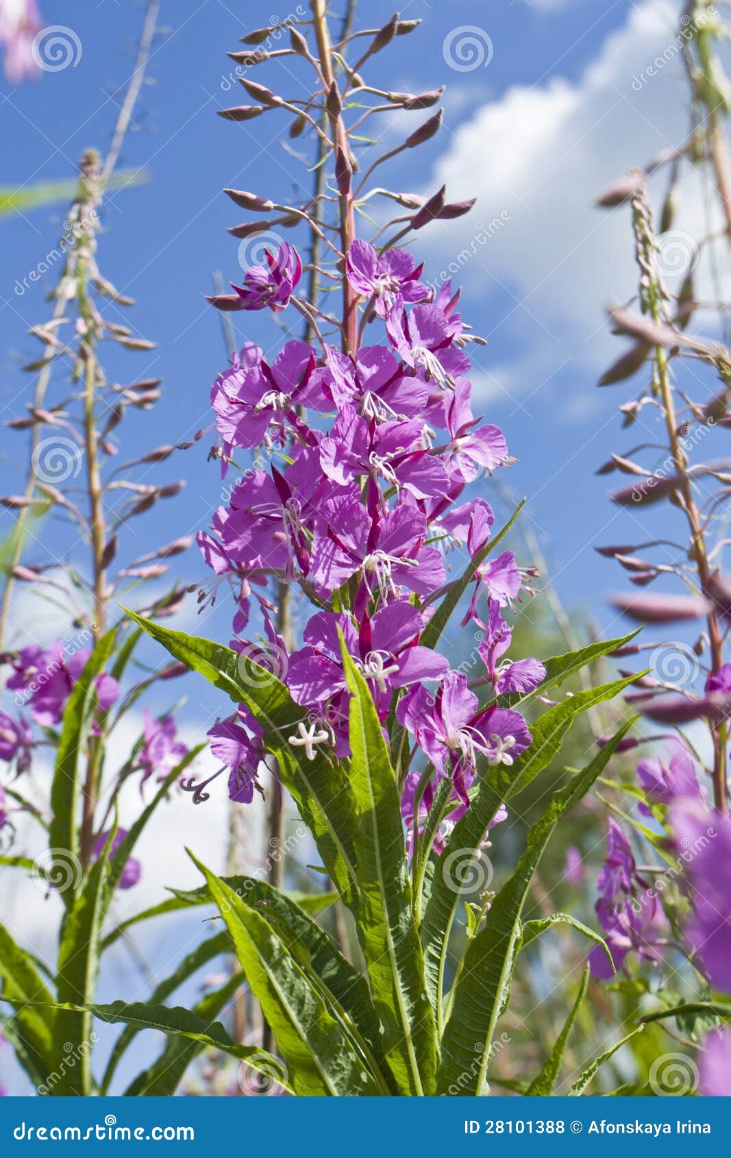 Willowweed on blue sky stock photo. Image of blossom - 28101388
