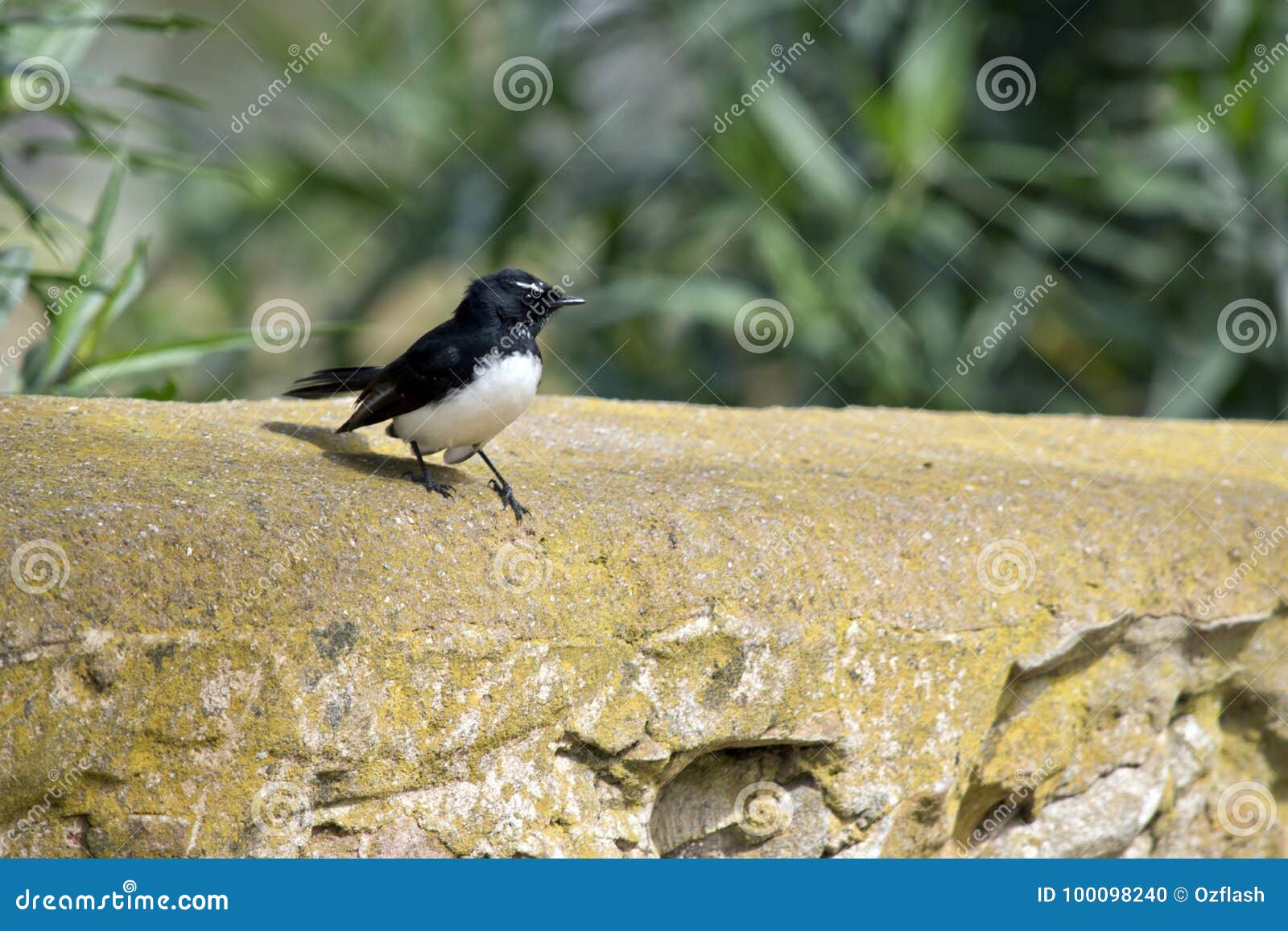 Willy wagtail stock photo. Image of willy, fauna, legs - 100098240