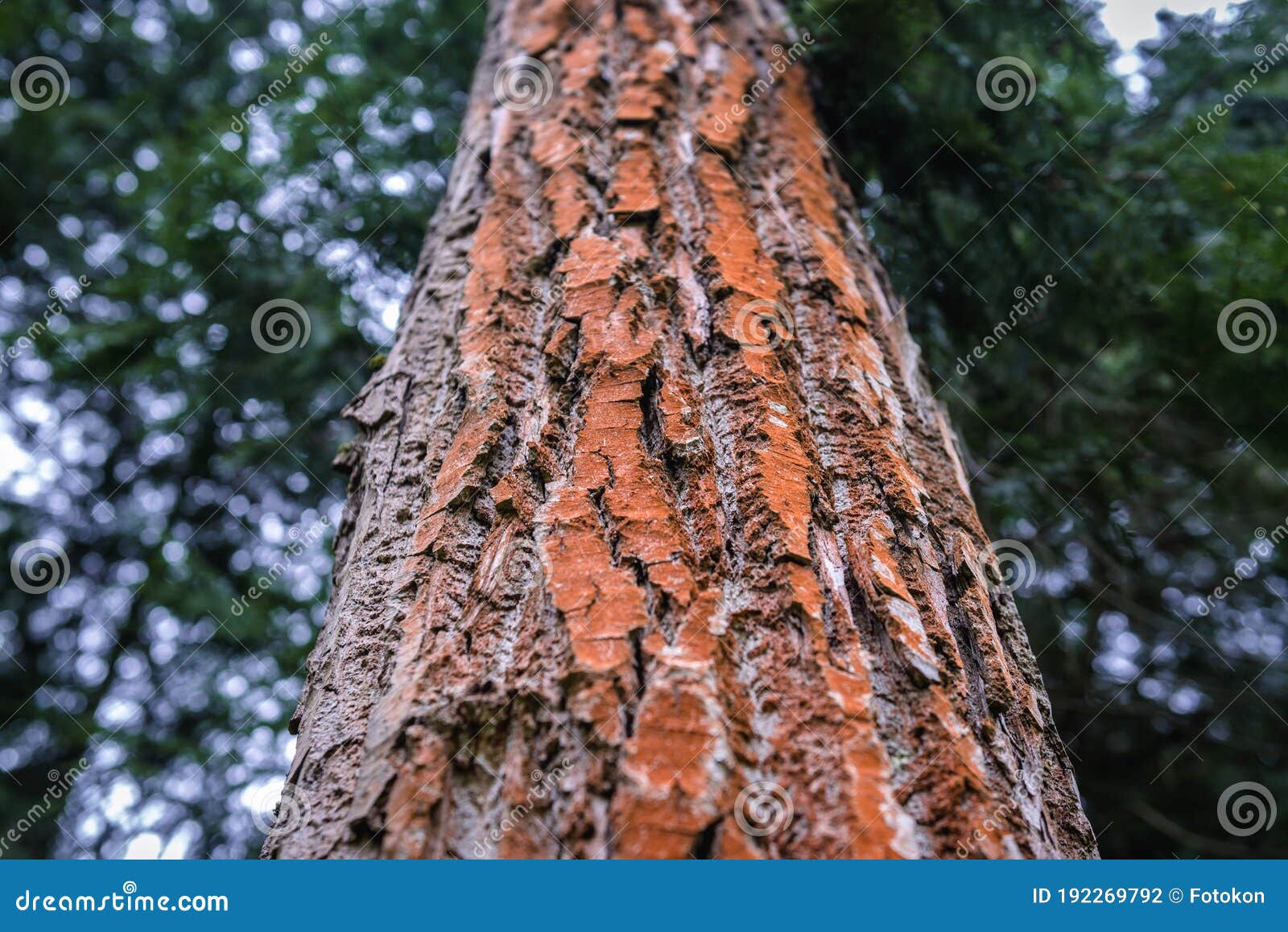 Wilson poplar tree stock photo. Image of structure, close - 192269792