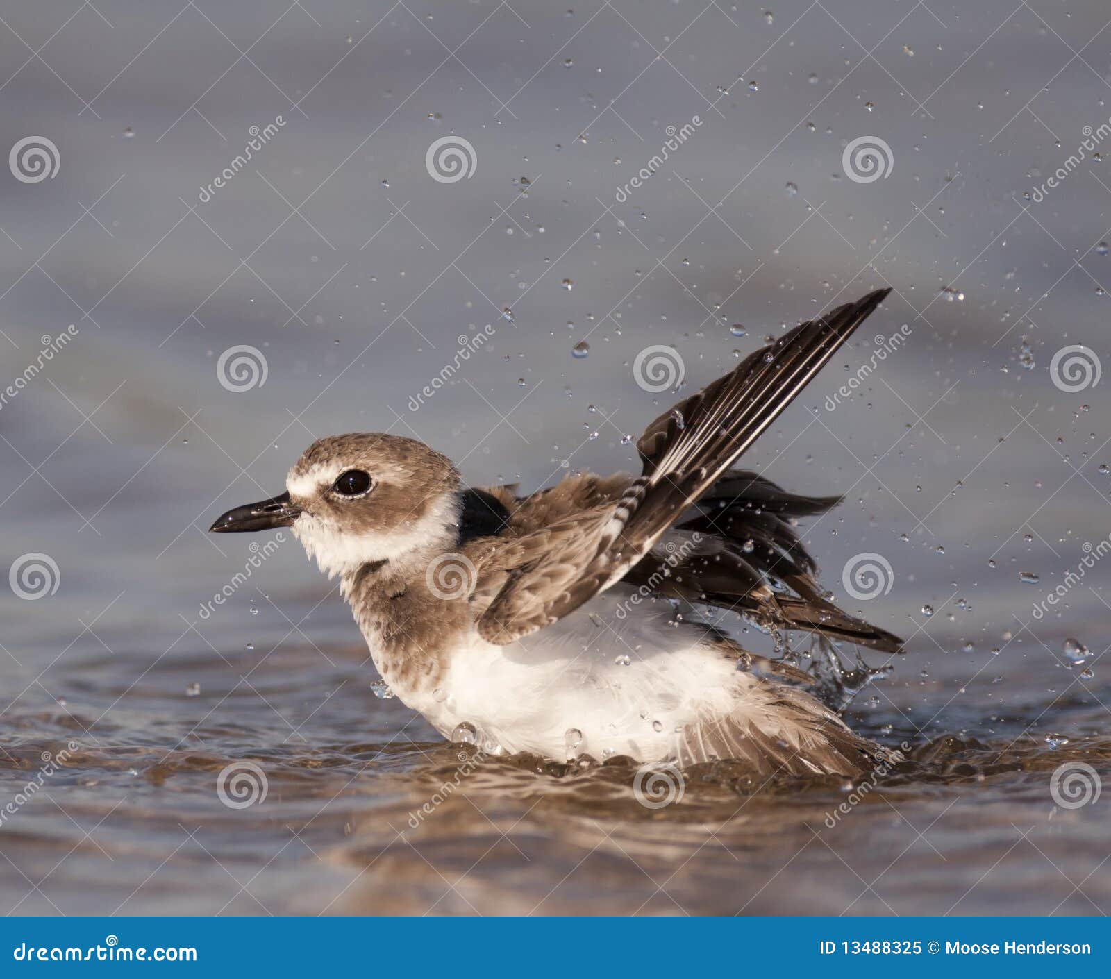 Wilson s Plover stock image. Image of bird, zoology, wilsonia - 13488325