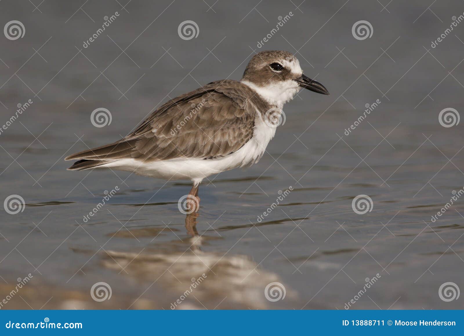Wilson s Plover stock image. Image of wilsons, zoology - 13888711