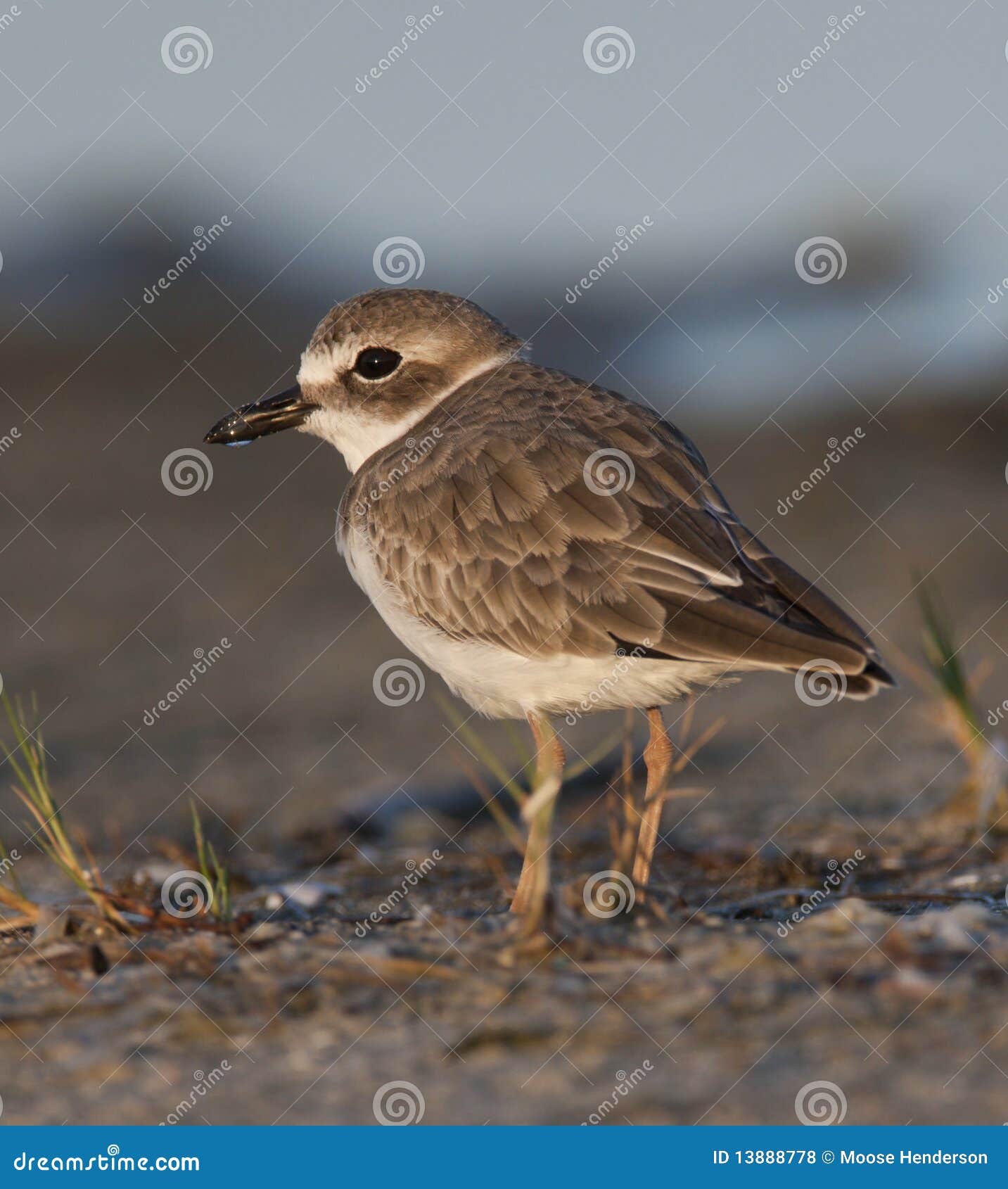 Wilson s Plover stock photo. Image of undomesticated - 13888778