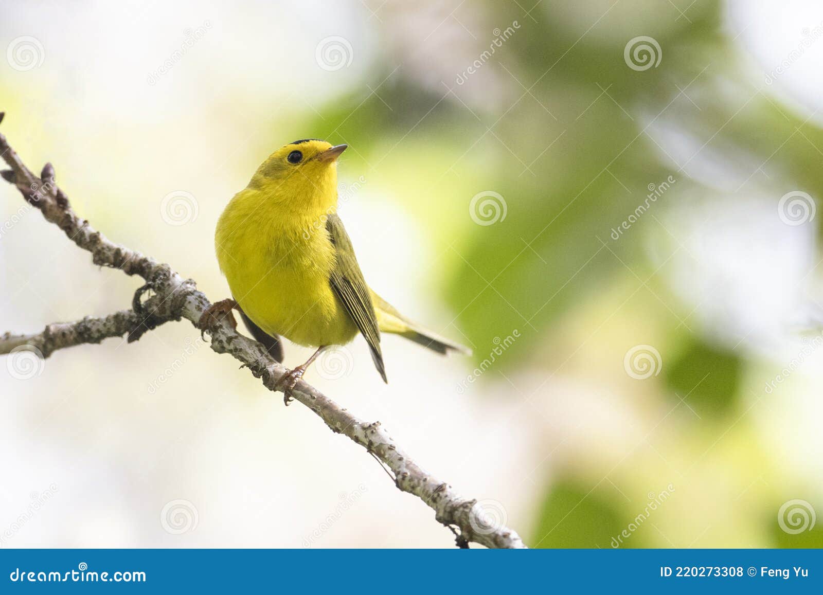 Wilson`s warbler bird stock photo. Image of columbia - 220273308