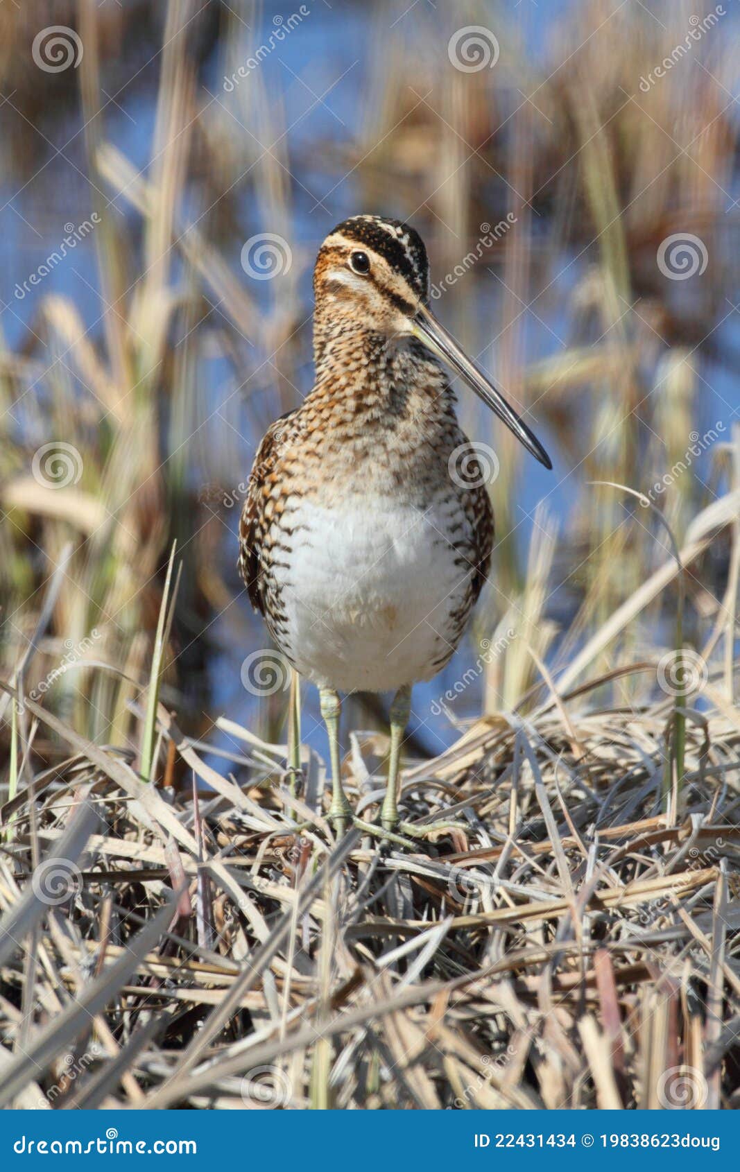 Wilsons Snipe stock photo. Image of alaska, beak, bill - 22431434