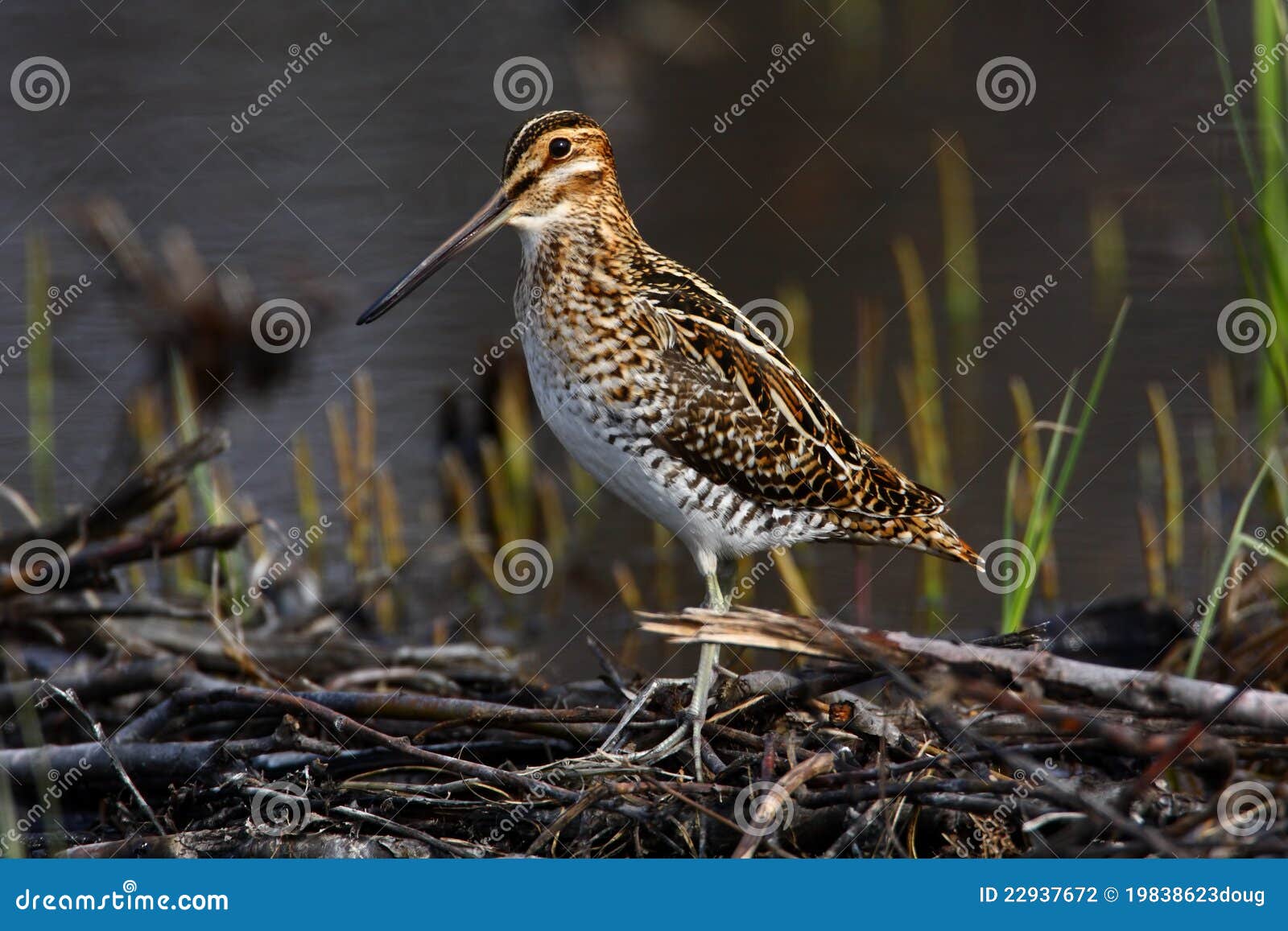Wilsons Snipe stock photo. Image of wilson, feathers - 22937672