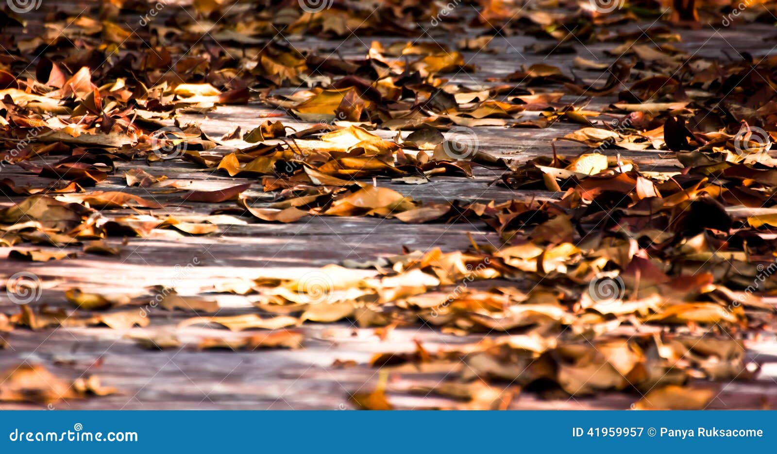 Wilt stock image. Image of shadow, bridge, death, wilt - 41959957