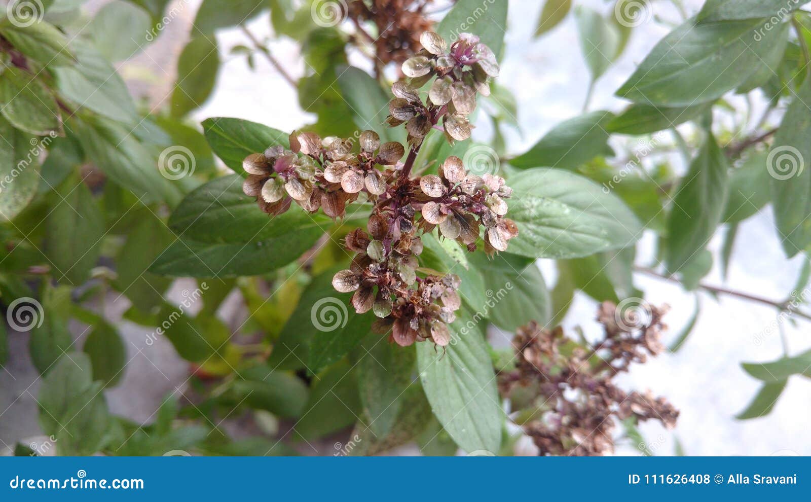 Wilted Basil flower stock photo. Image of holy, herbal - 111626408
