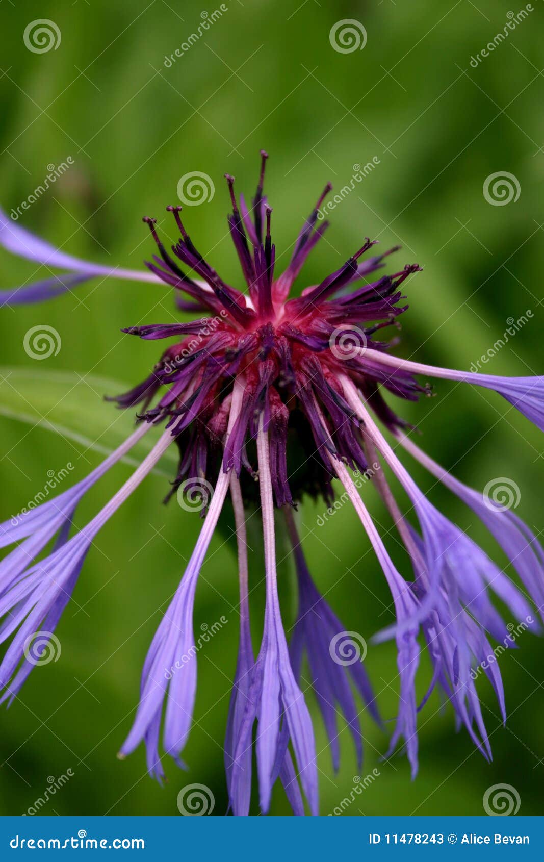Wilted blue flower stock image. Image of flower, wilting - 11478243
