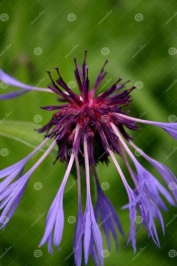 Wilted blue flower stock image. Image of flower, wilting - 11478243