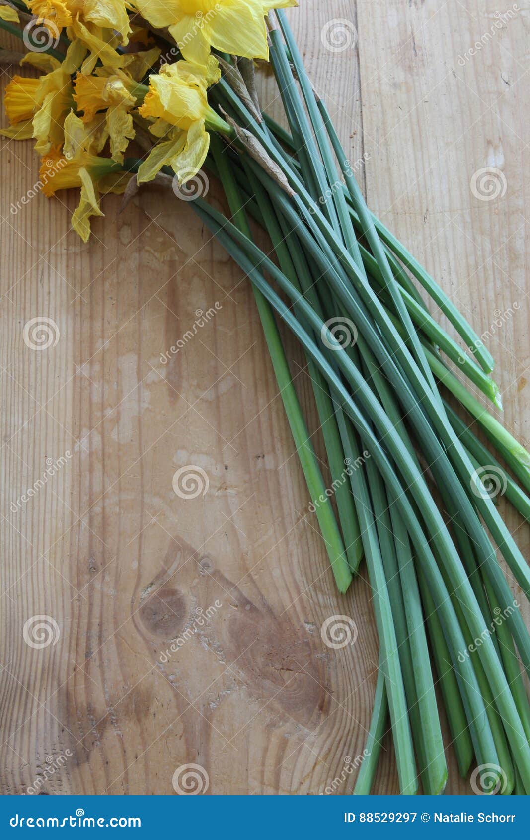 Wilted cut daffodils stock image. Image of plant, aging - 88529297