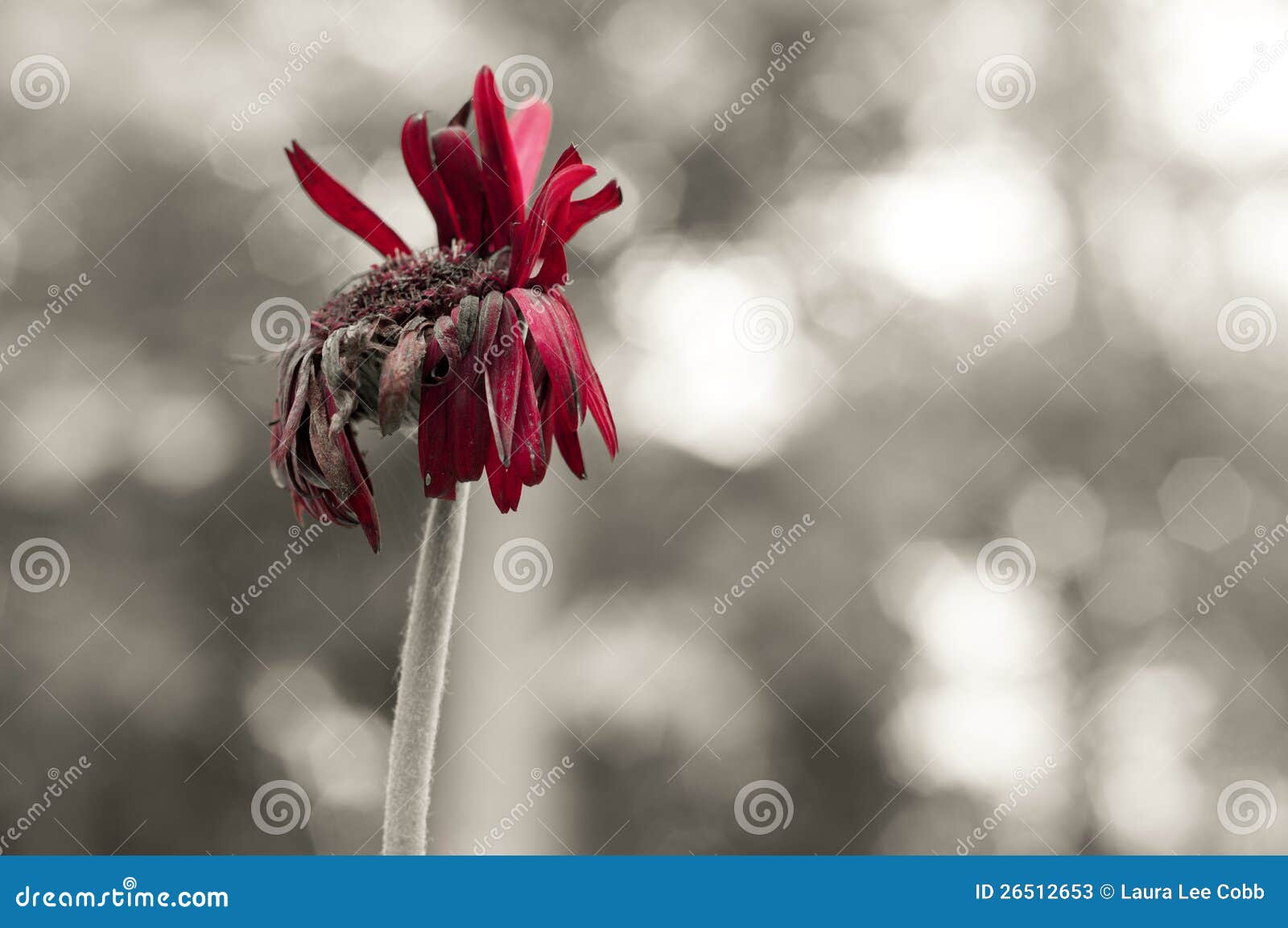 Wilted Flower stock image. Image of selective, season - 26512653