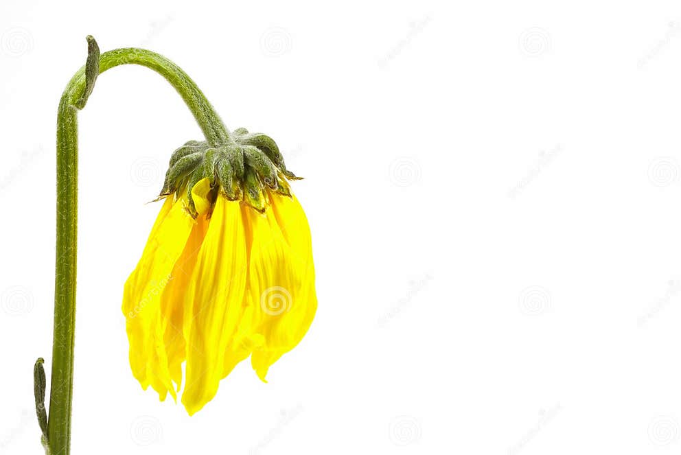 Wilted Flower stock image. Image of flower, florist, water - 169661