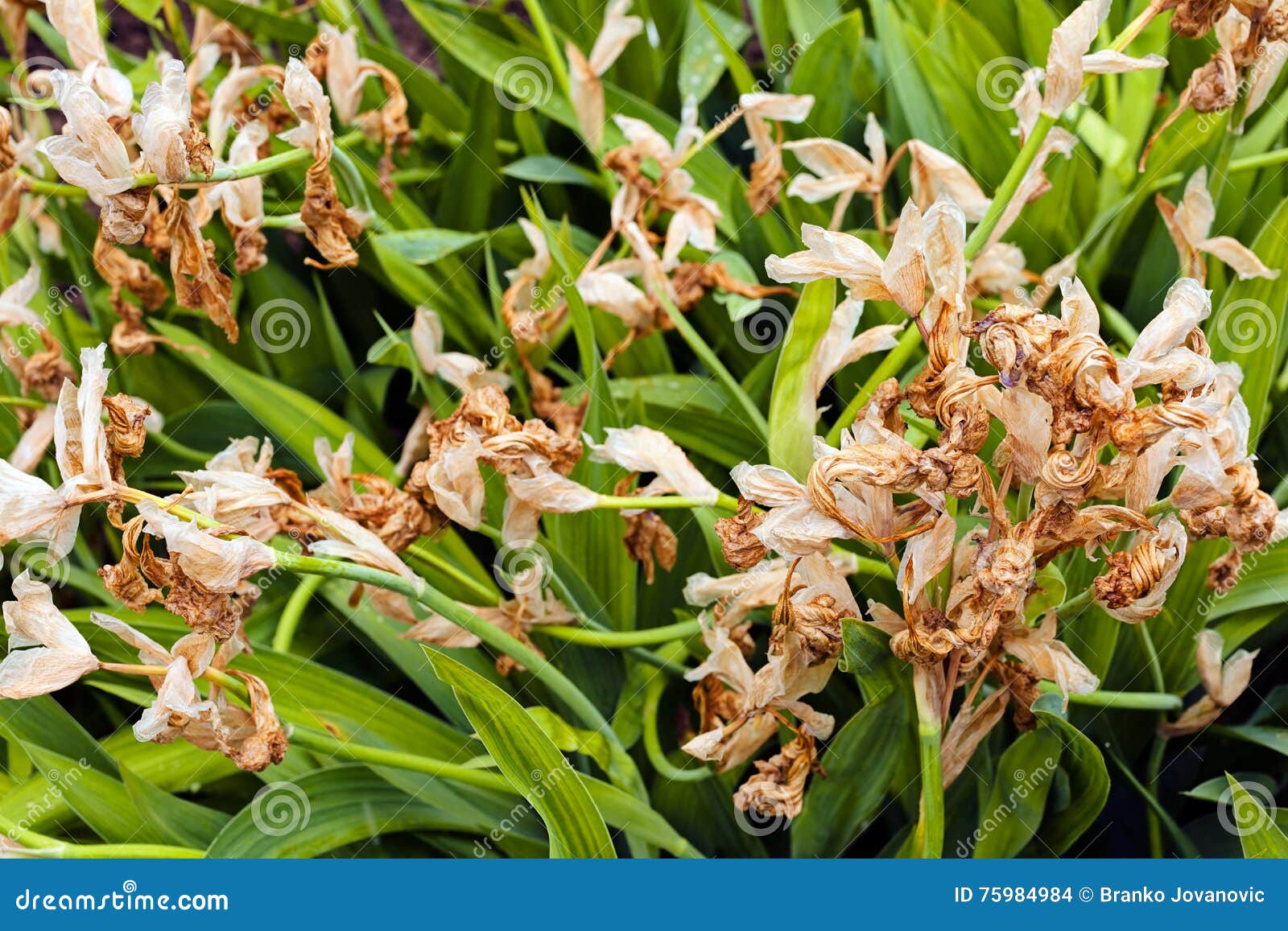 Wilted flowers crown stock photo. Image of plant, outdoor - 75984984