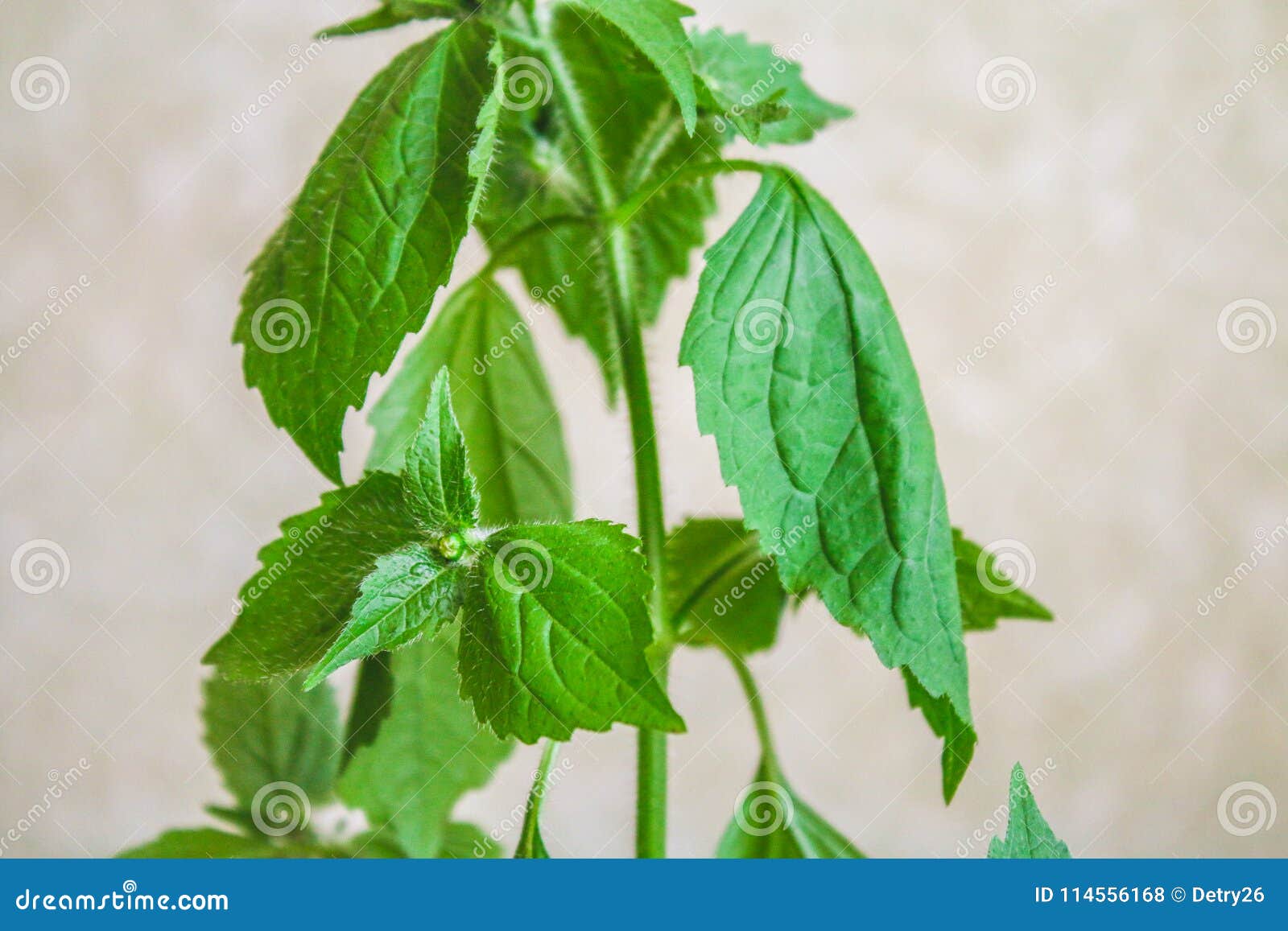 Wilted Green Houseplant in Need of Water. Stock Photo - Image of house ...