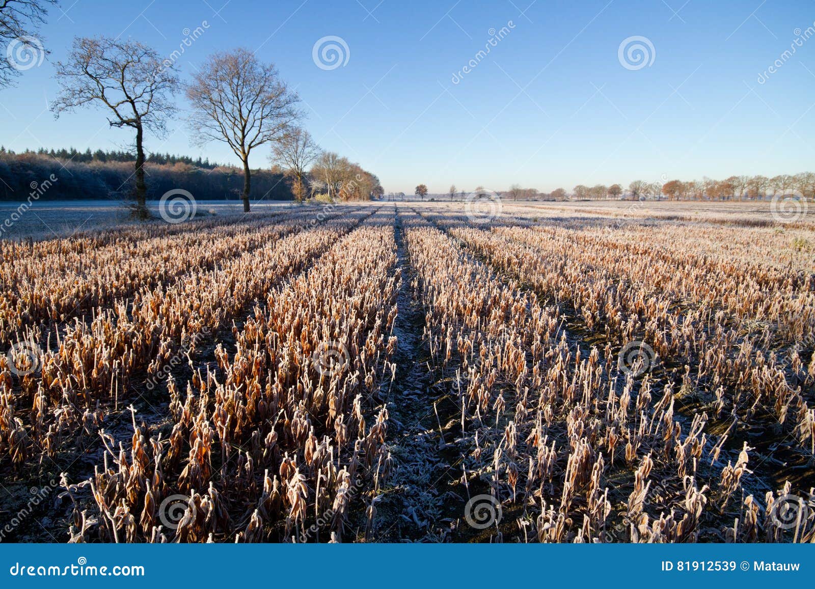 Wilted Lilies in winter stock image. Image of brown, horticulture ...