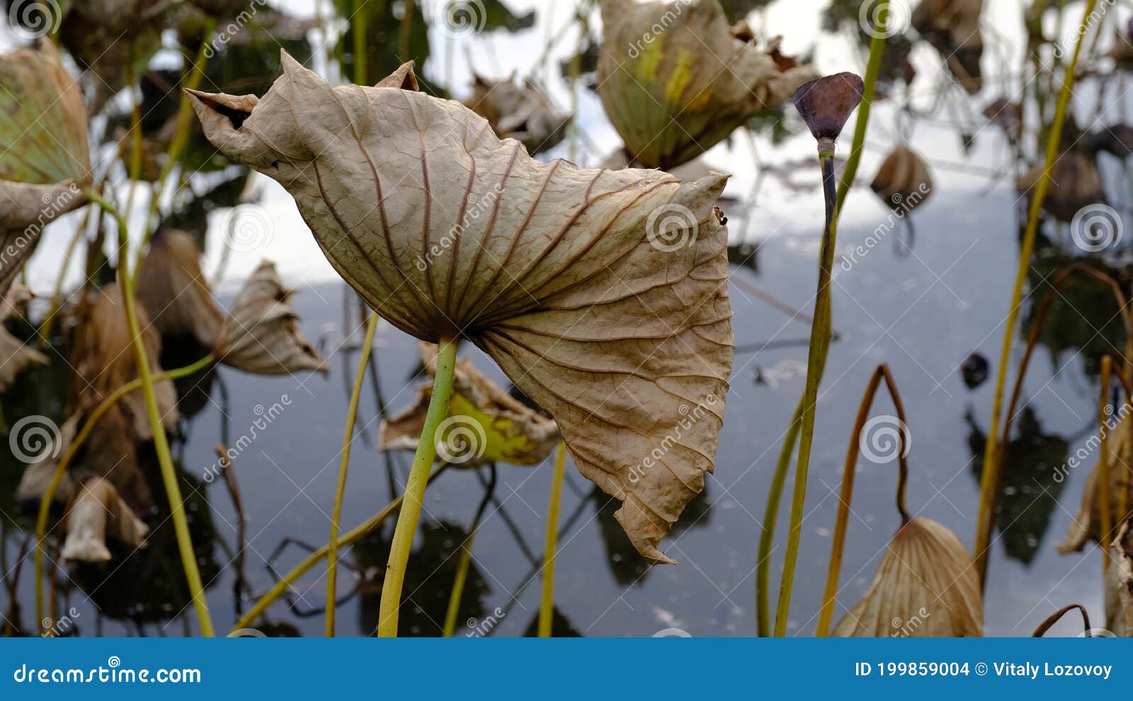 Wilted Lotus Leaves in Autumn Stock Photo - Image of lotus, wilted ...
