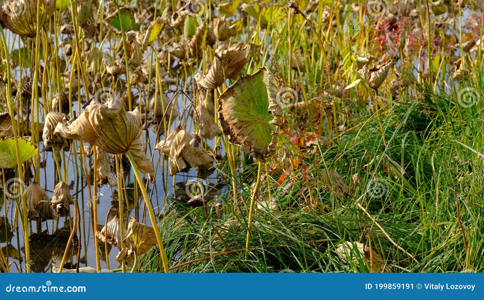 Wilted Lotus Leaves in Autumn Stock Image - Image of wilted, autumn ...