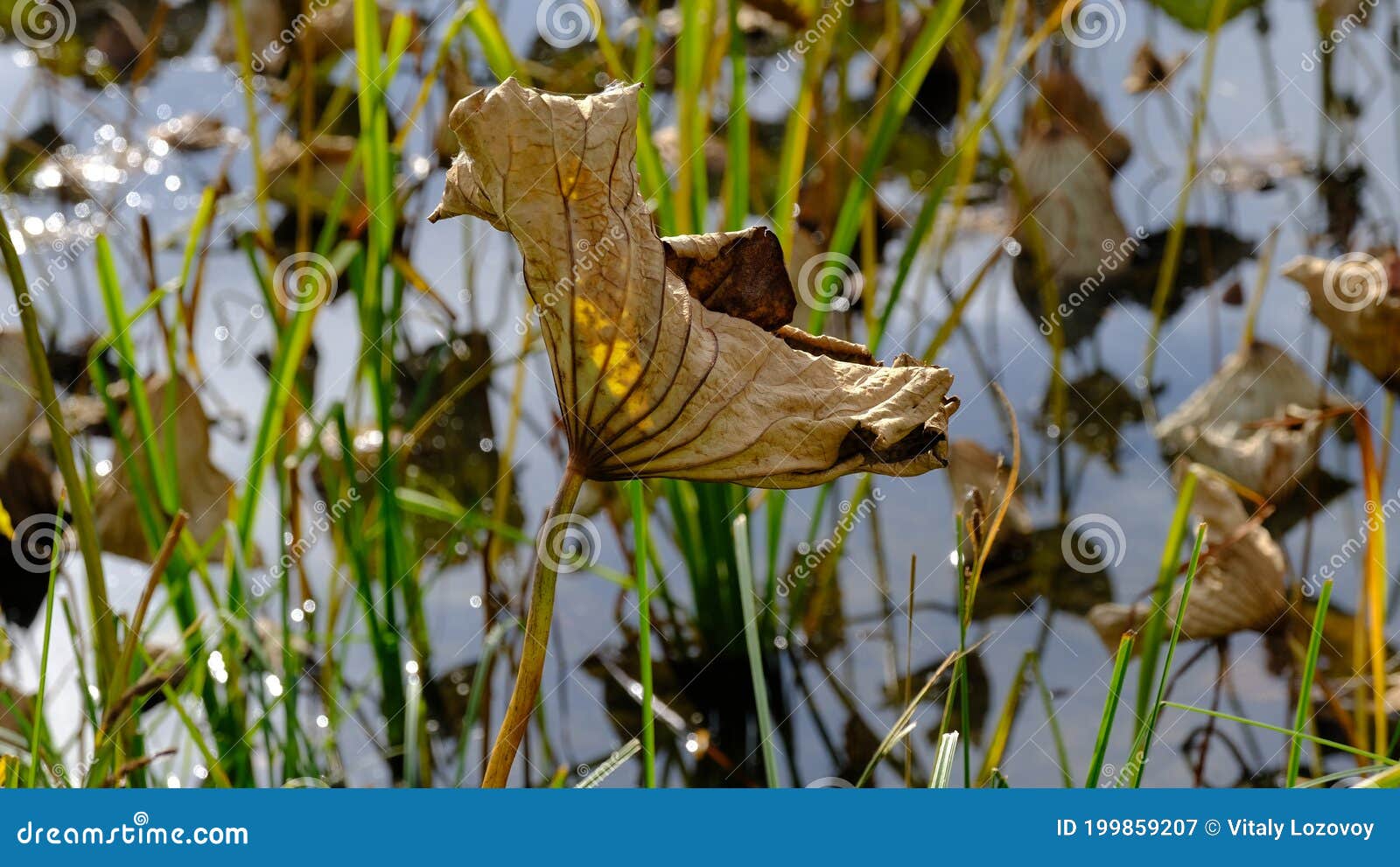 Wilted Lotus Leaves in Autumn Stock Image - Image of shriveled, stems ...