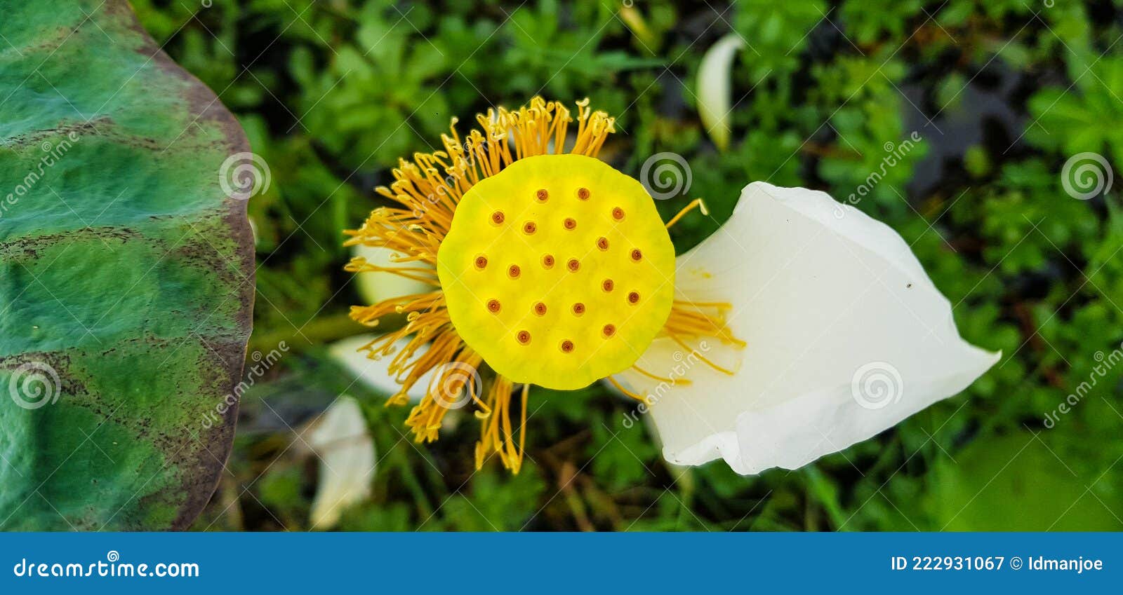 Wilted lotus stock image. Image of horizontal, natural - 222931067