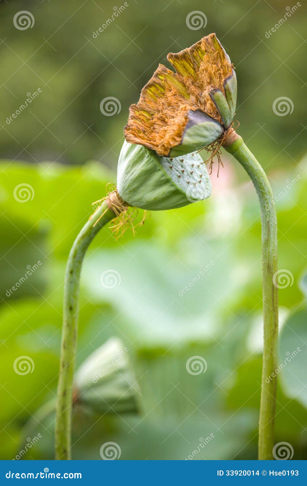 Wilted Lotus stock photo. Image of seedpod, yellow, green - 33920014