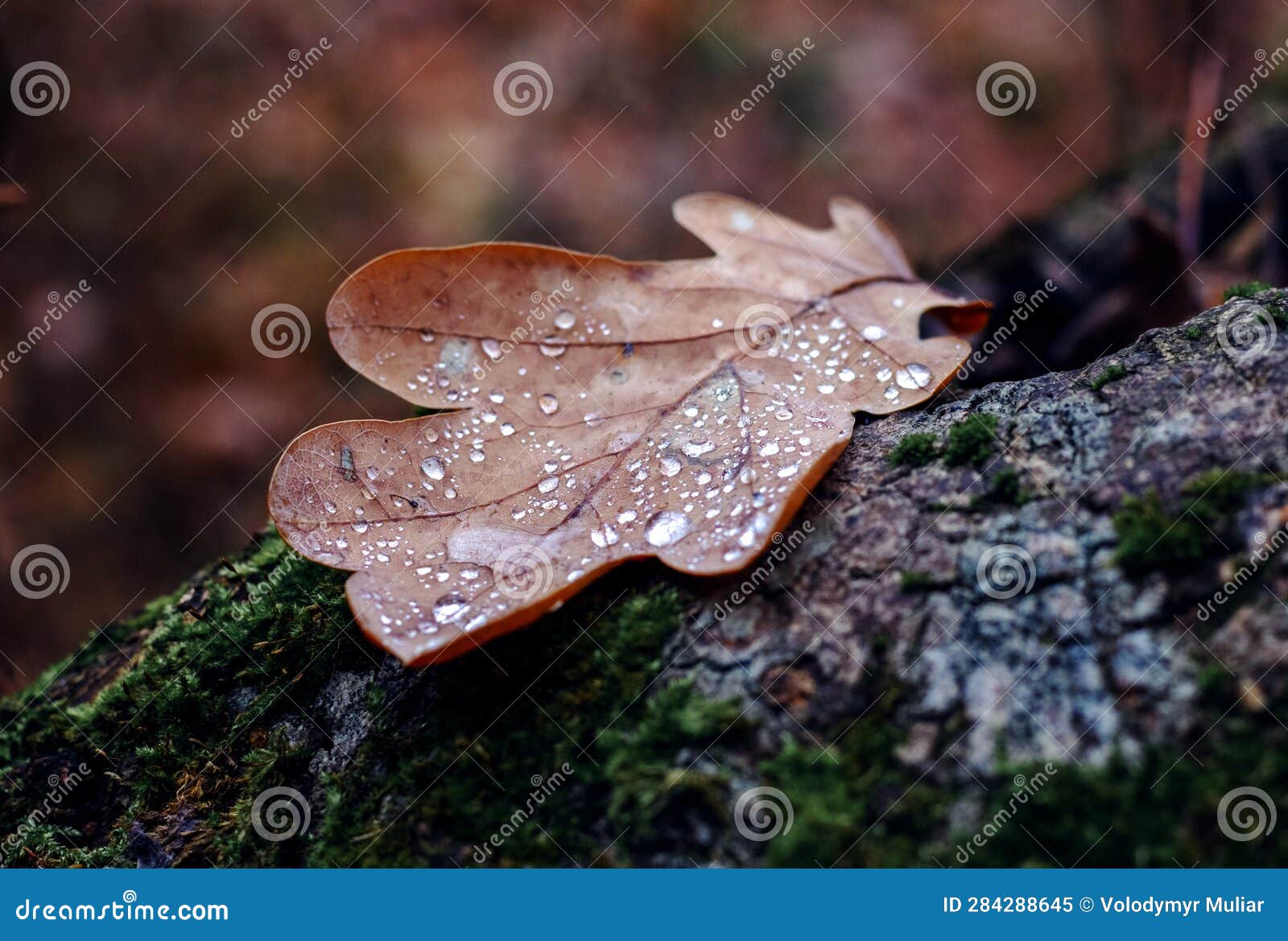 A Wilted Oak Leaf with Raindrops on a Tree Trunk in a Dark Forest in ...