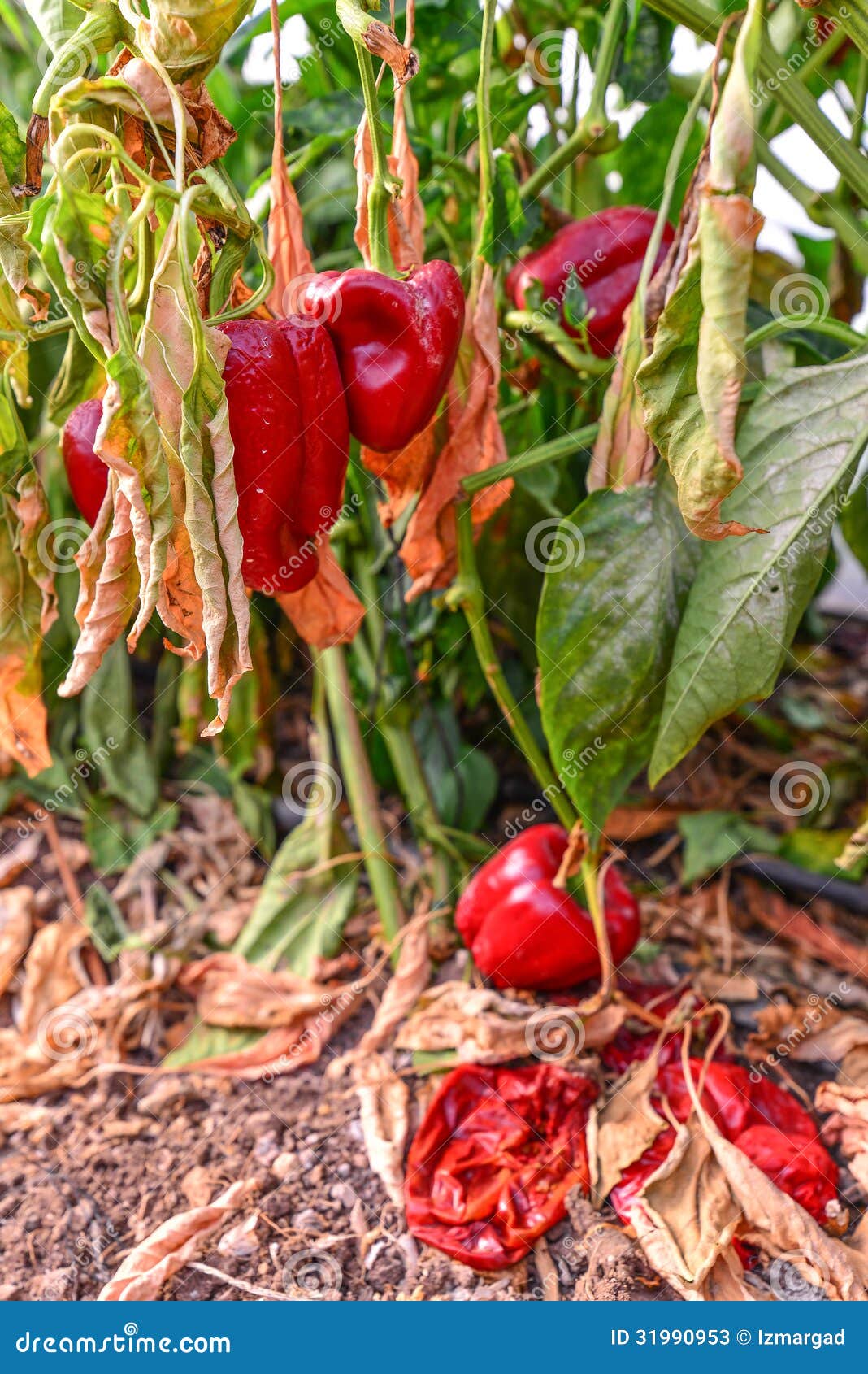 Wilted Peppers Stock Image Image Of Green Plant Fungus 31990953