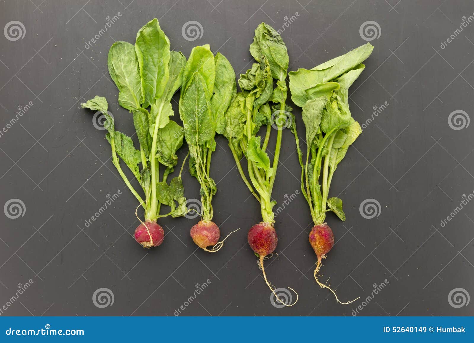 Wilted radish stock image. Image of leaves, health, unhealthy - 52640149
