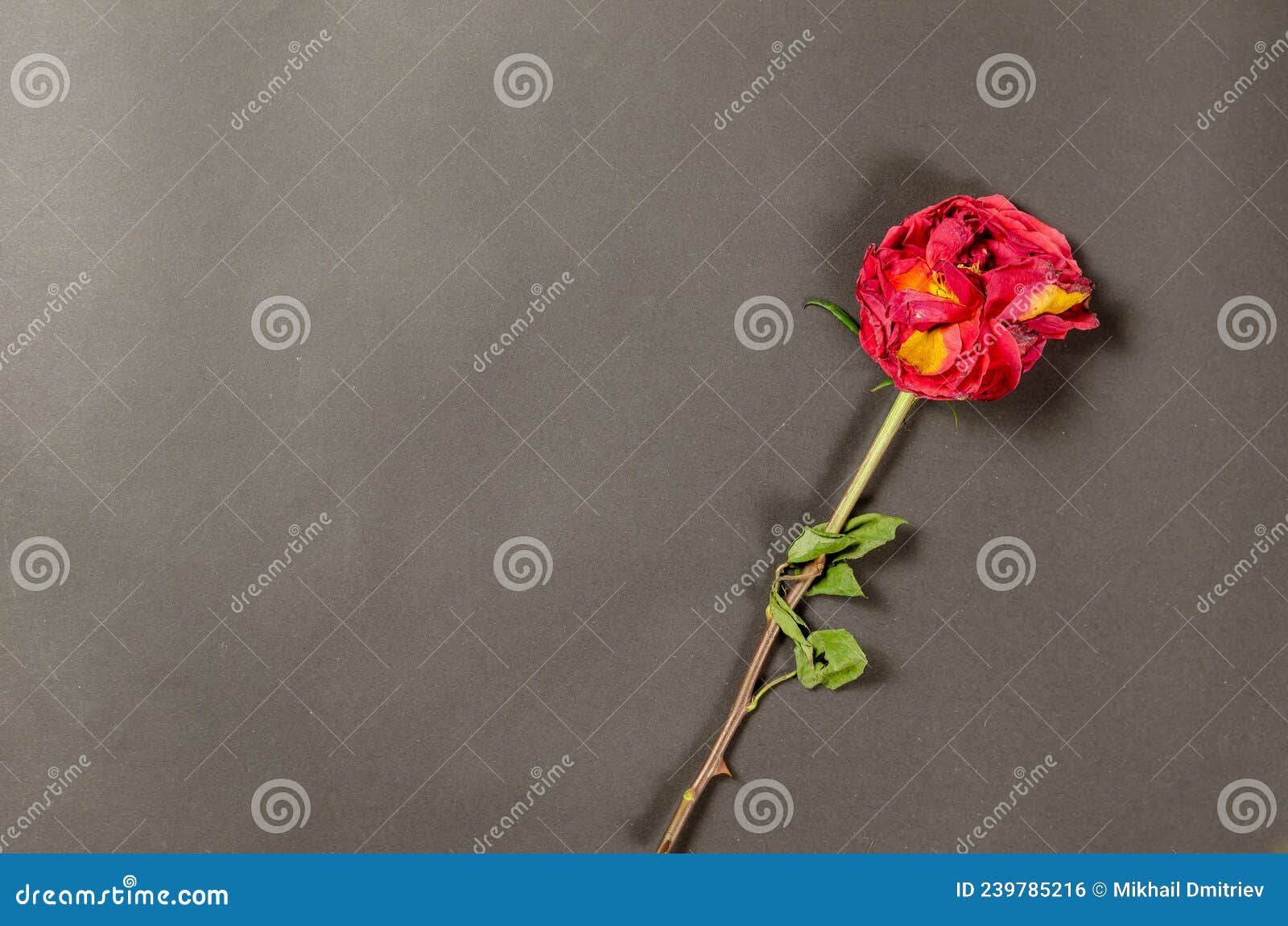Wilted Red Rose on a Black Background Stock Photo - Image of background ...