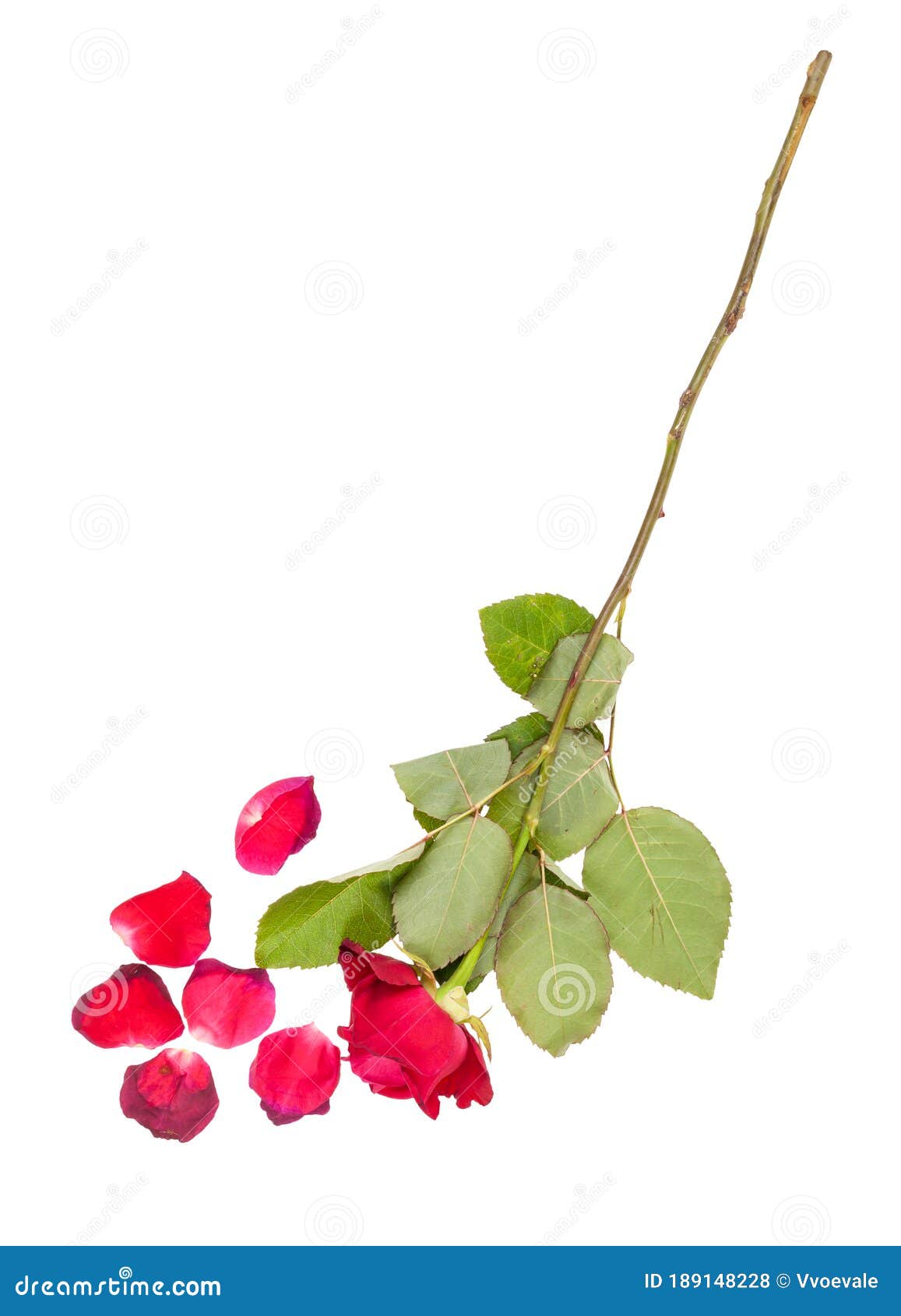 Wilted Red Rose Flower and Fallen Petals Isolated Stock Photo - Image ...