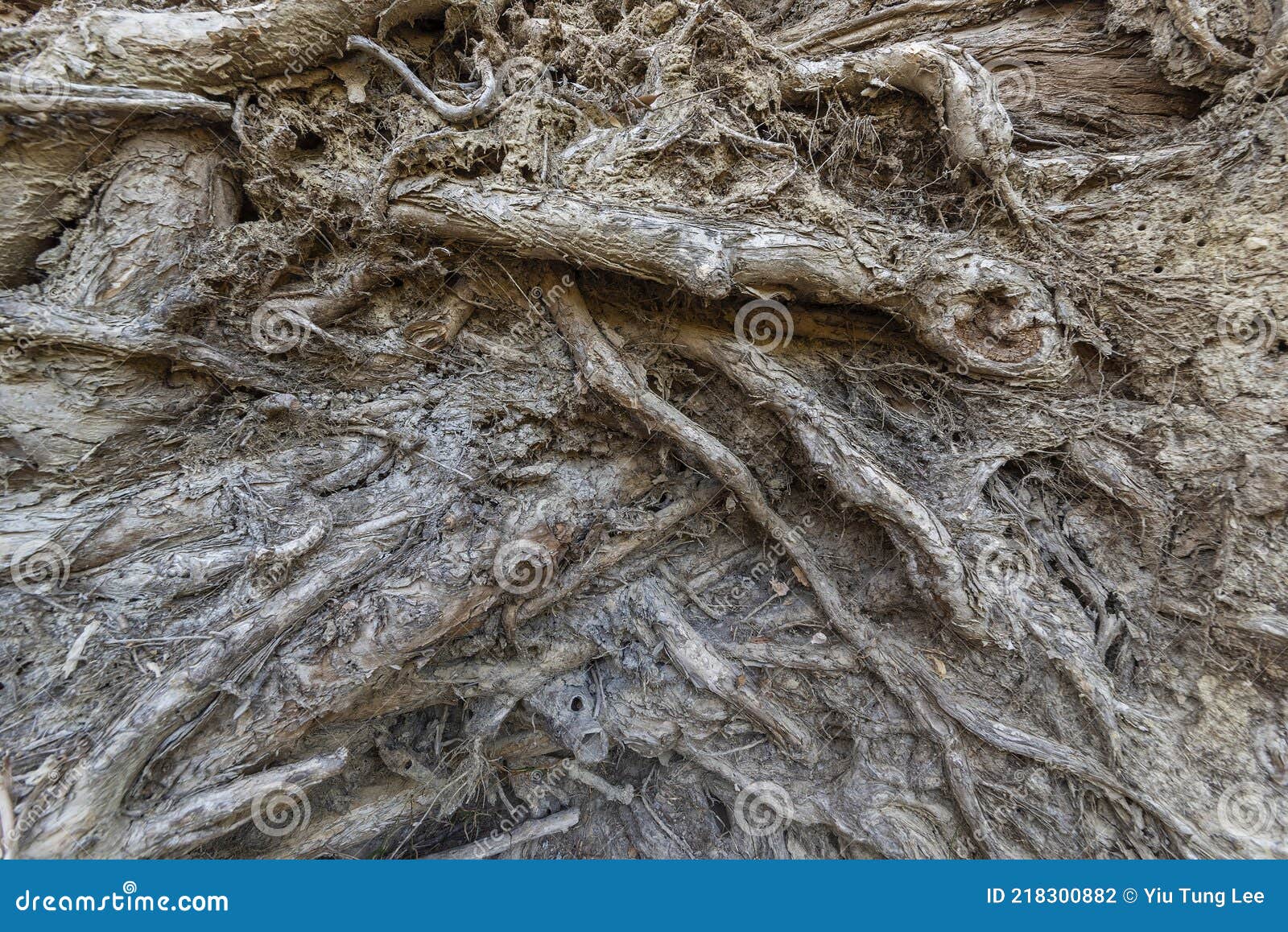 Wilted Root in Soil and Mud Stock Photo - Image of organic, ecology ...