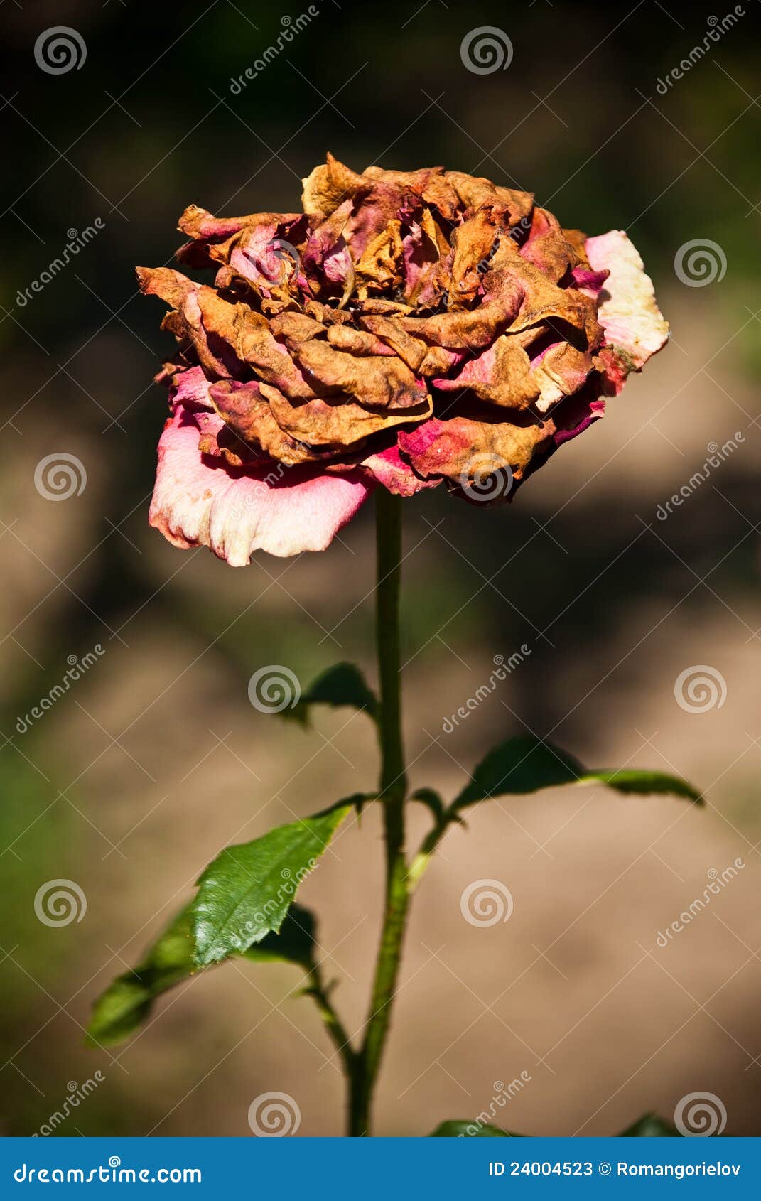 Wilted rose stock image. Image of brown, dead, nostalgia - 24004523