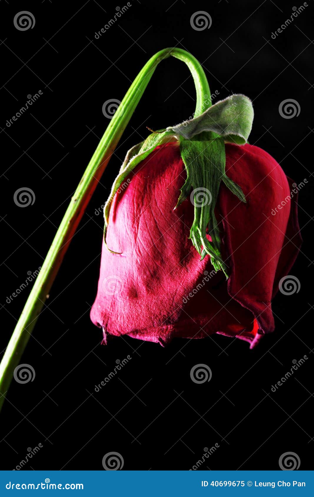 Wilted rose on black stock image. Image of decoration - 40699675