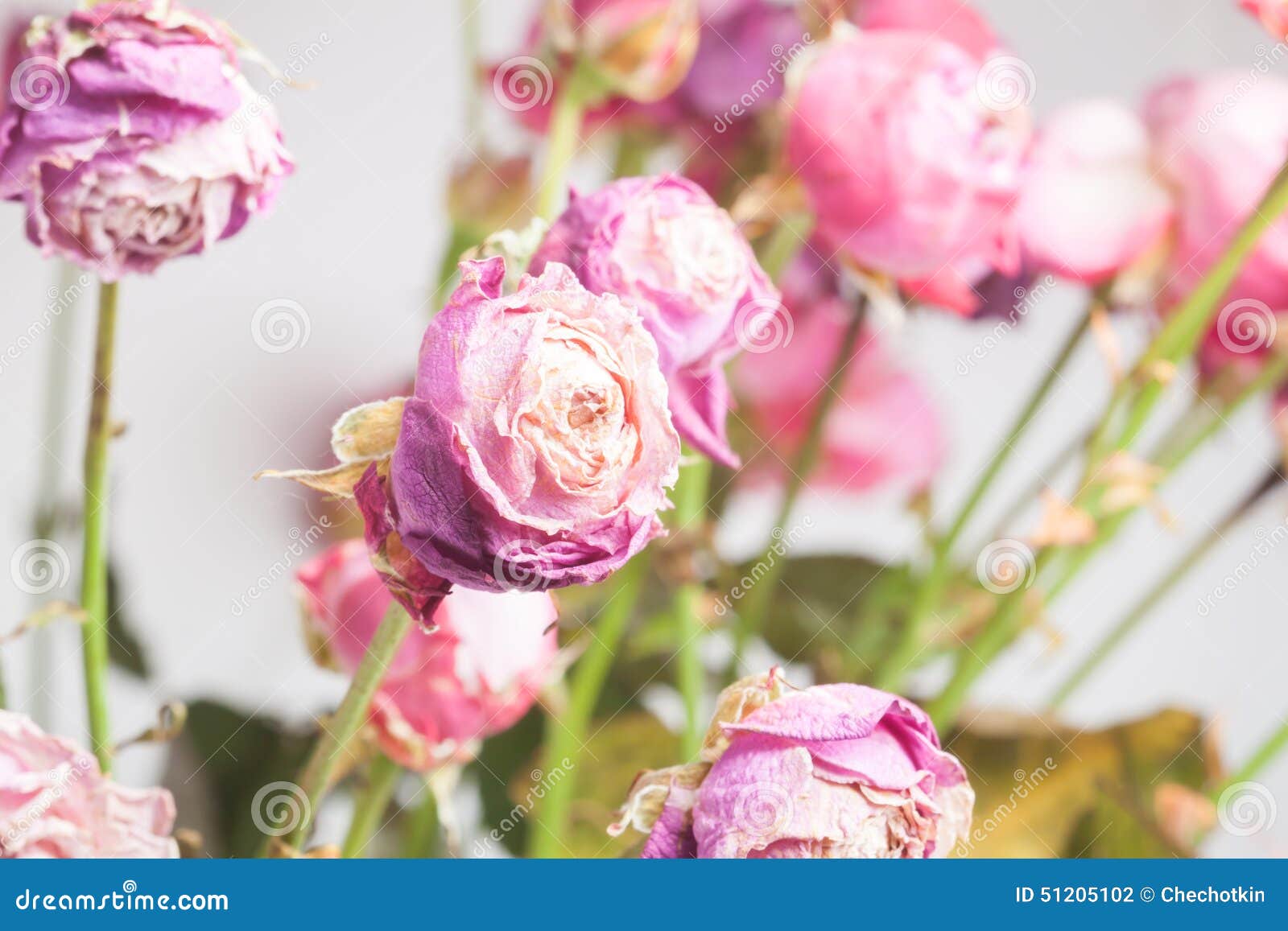 Wilted rose stock photo. Image of pink, bouquet, background - 51205102