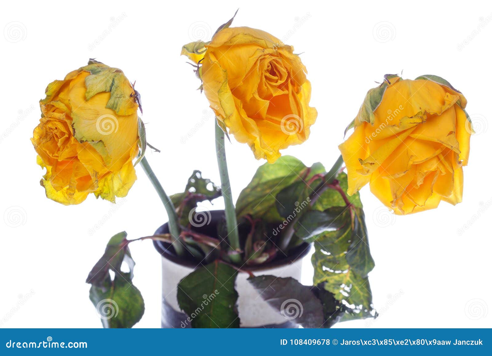 Wilted rose stock photo. Image of natural, flower, wither - 108409678