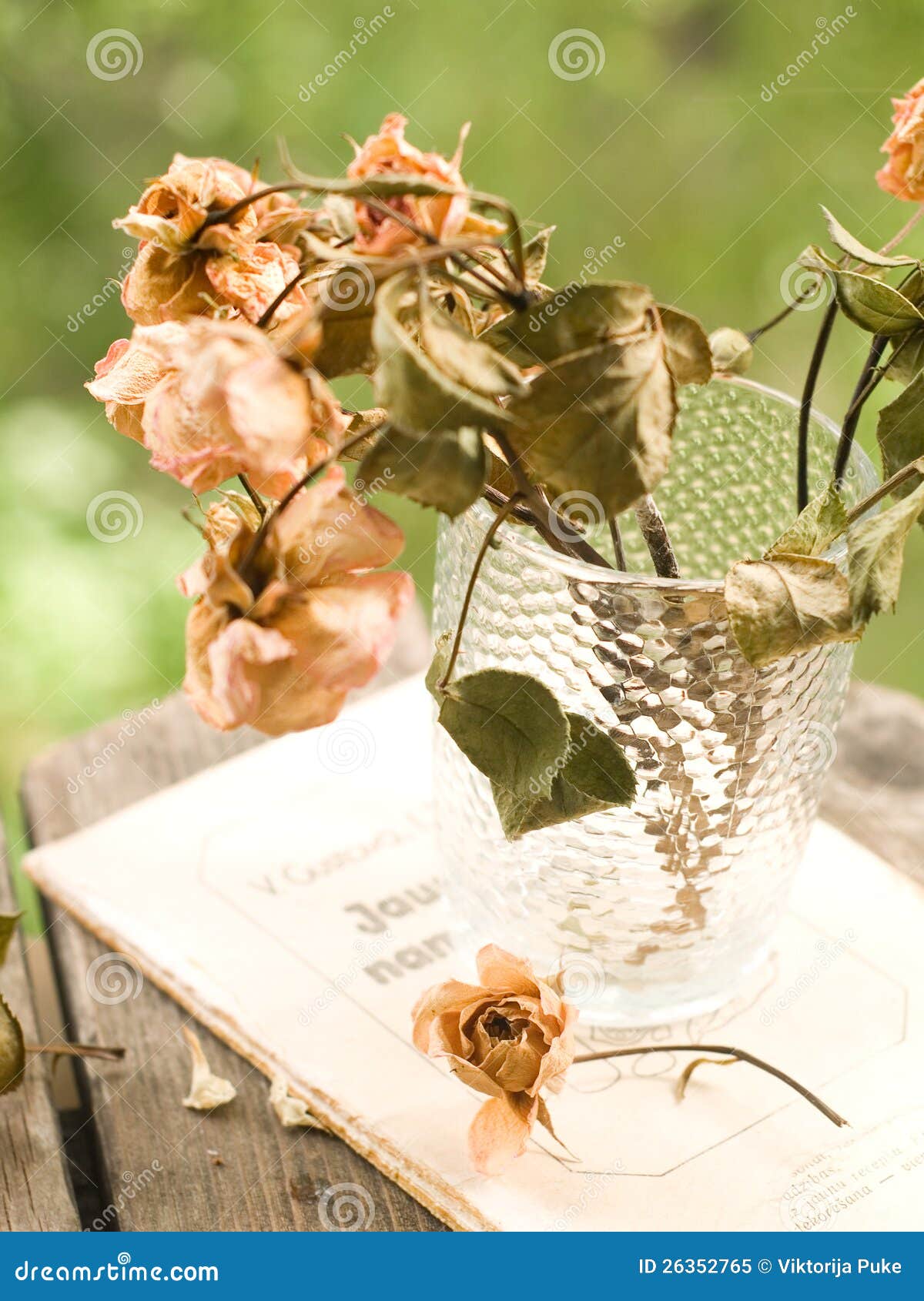 Wilted roses stock image. Image of nostalgia, beauty - 26352765