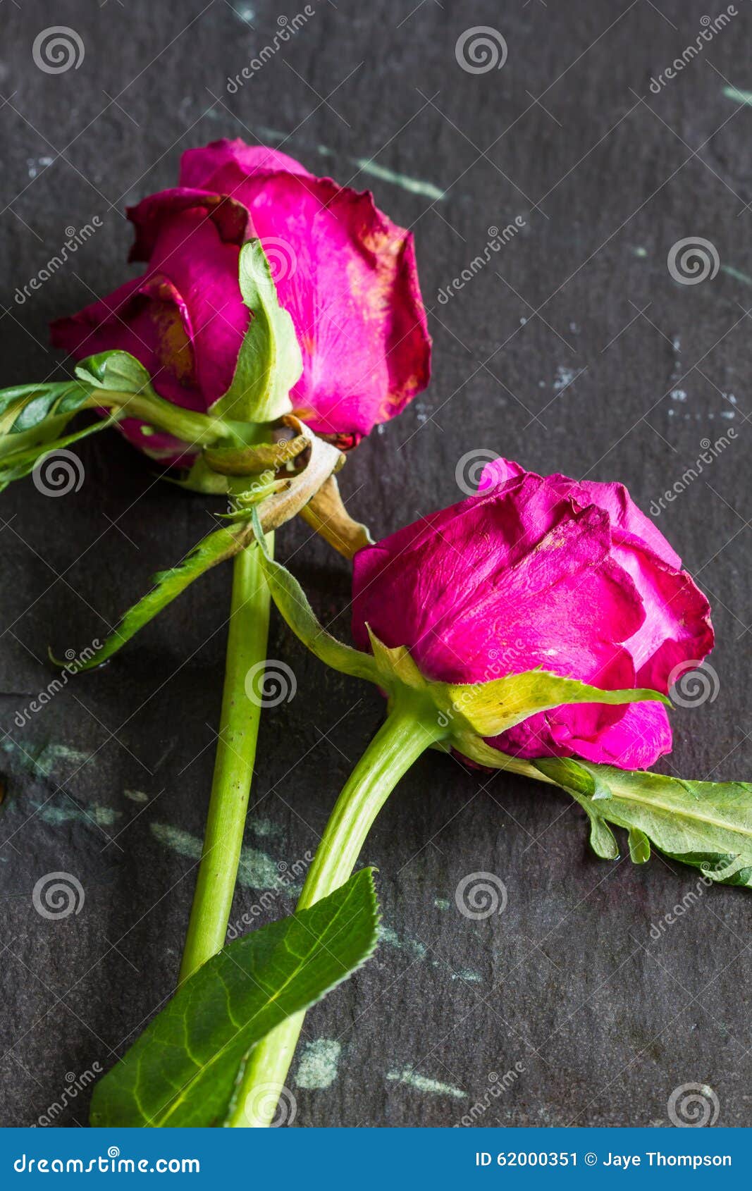 Wilted Roses on Slate Background Stock Image - Image of grey, forgotten ...
