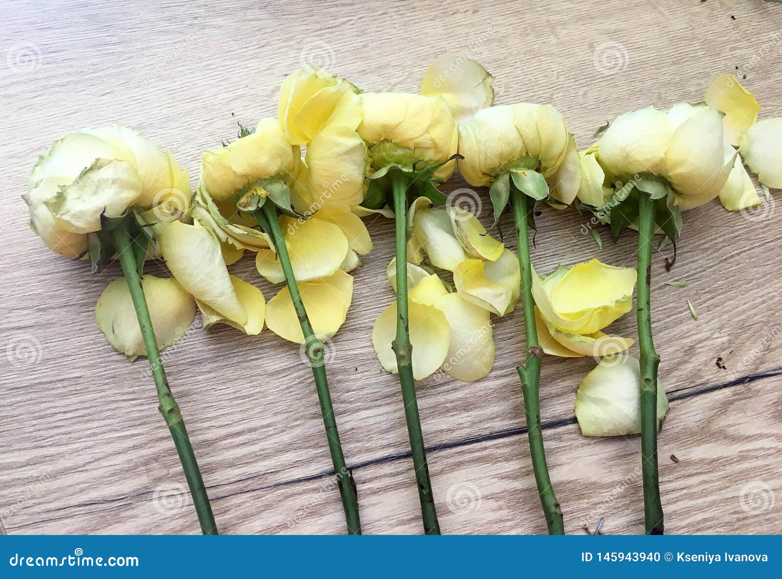 Wilted Roses. Yellow Roses on White Background. David Austin Roses ...