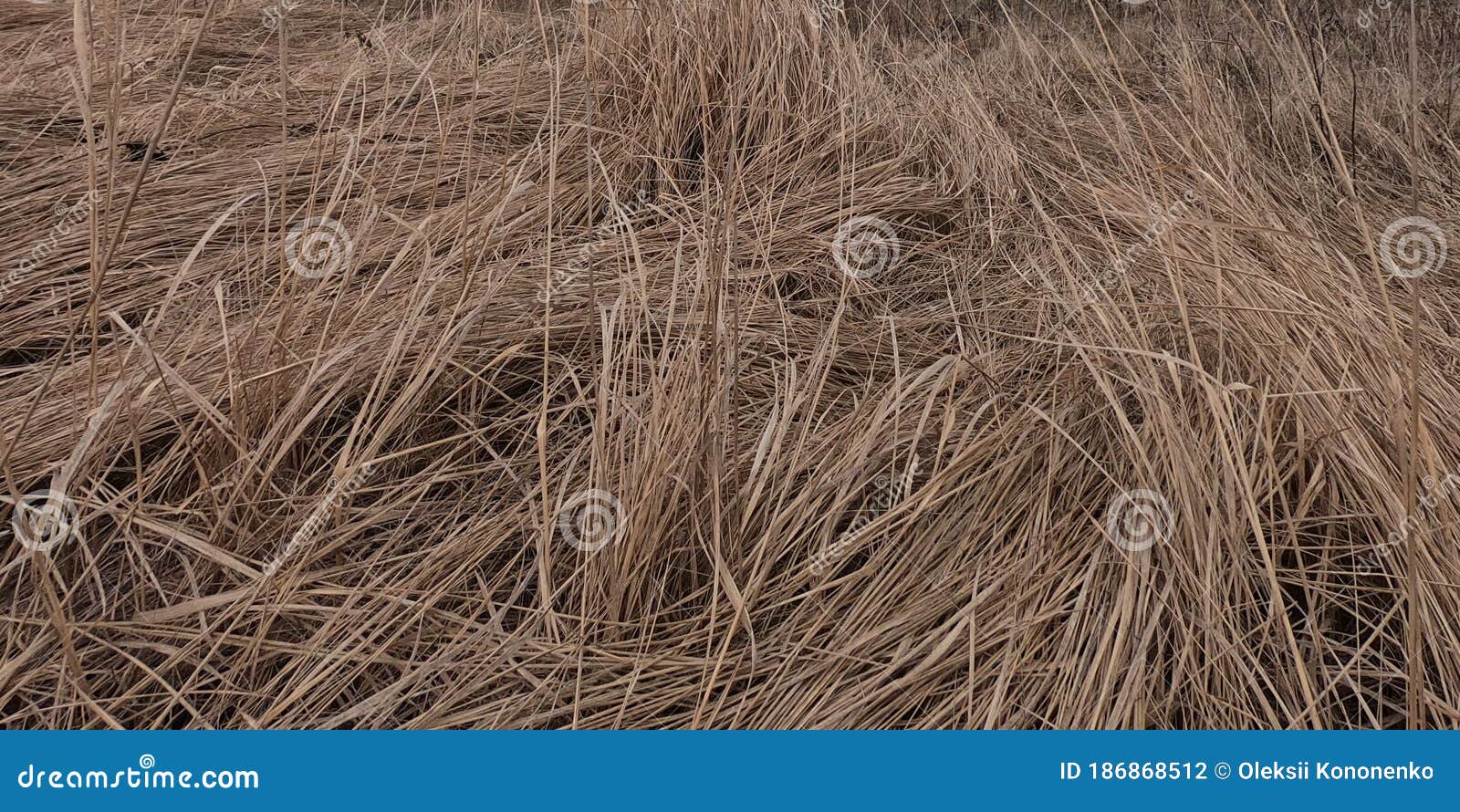 Wilted Steppe Grass As a Background. Autumn Vegetation Stock Photo ...