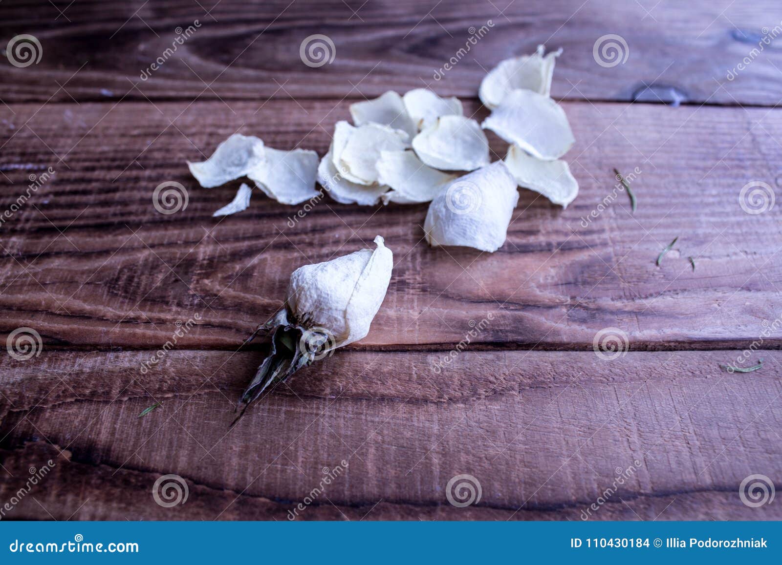 Wilted White Rose and Petals on a Wooden Background Stock Photo - Image ...