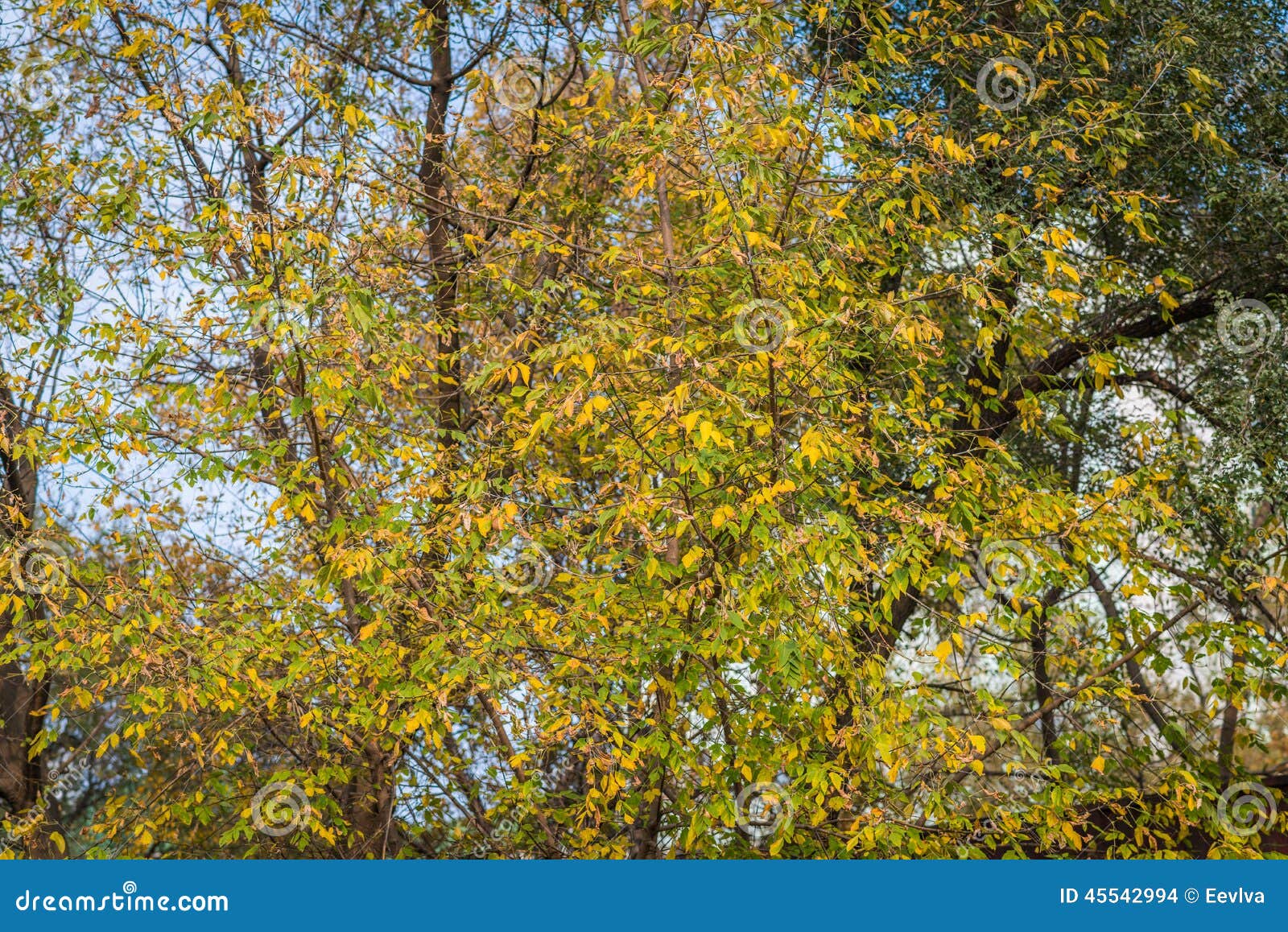 Wilting Tree Stock Images - Download 972 Royalty Free Photos