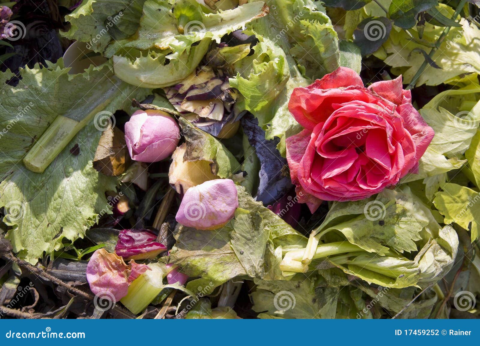 Wilting Rose stock photo. Image of vegetables, plant - 17459252
