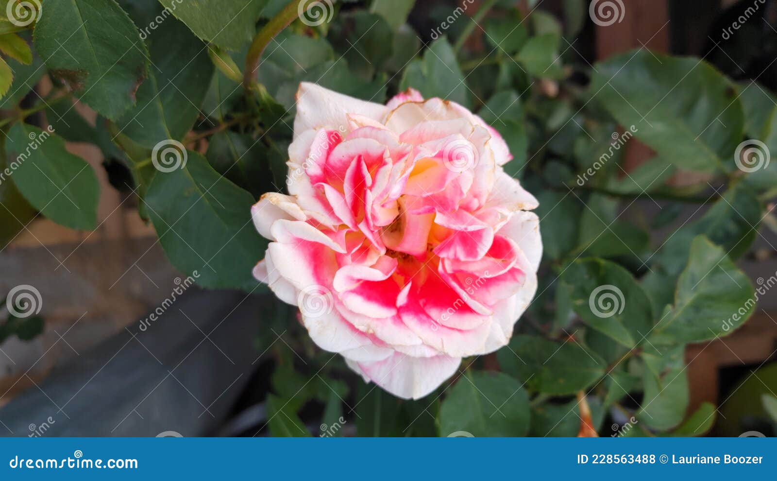 Wilting Rose stock photo. Image of wilting, peony, garden - 228563488