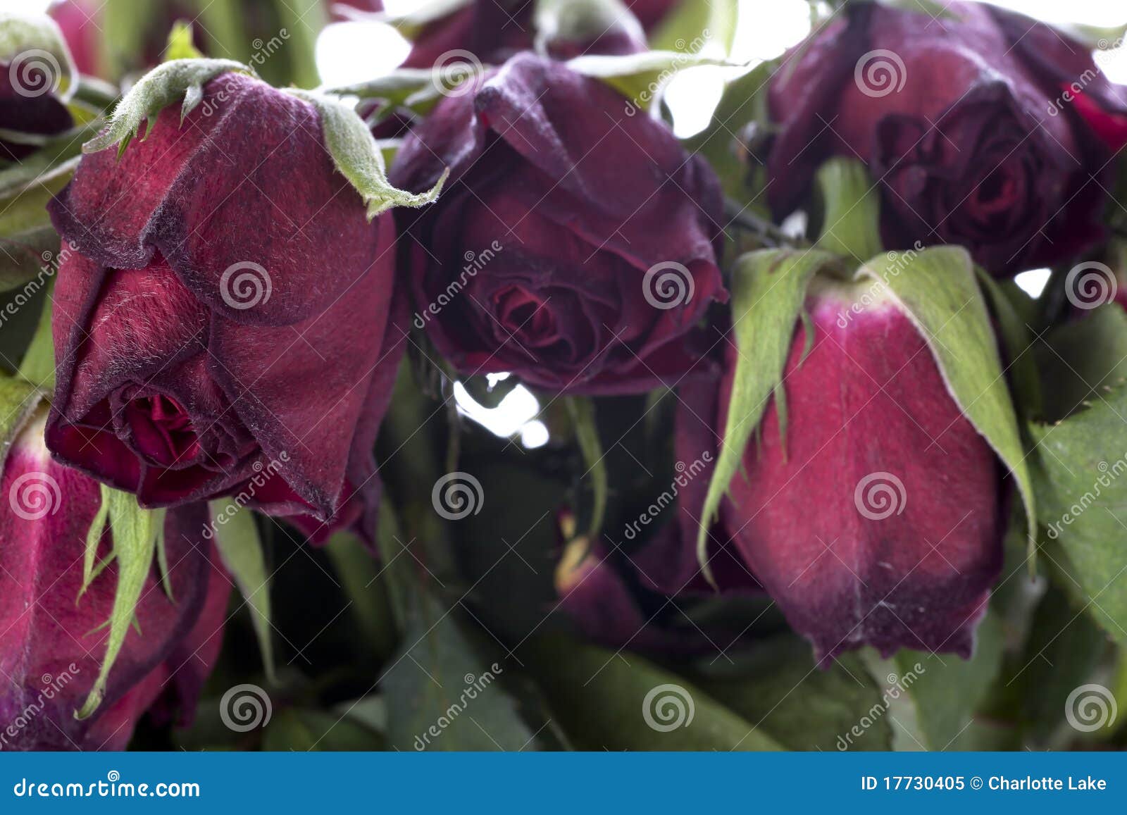 Wilting Roses stock image. Image of rose, breakup, roses - 17730405