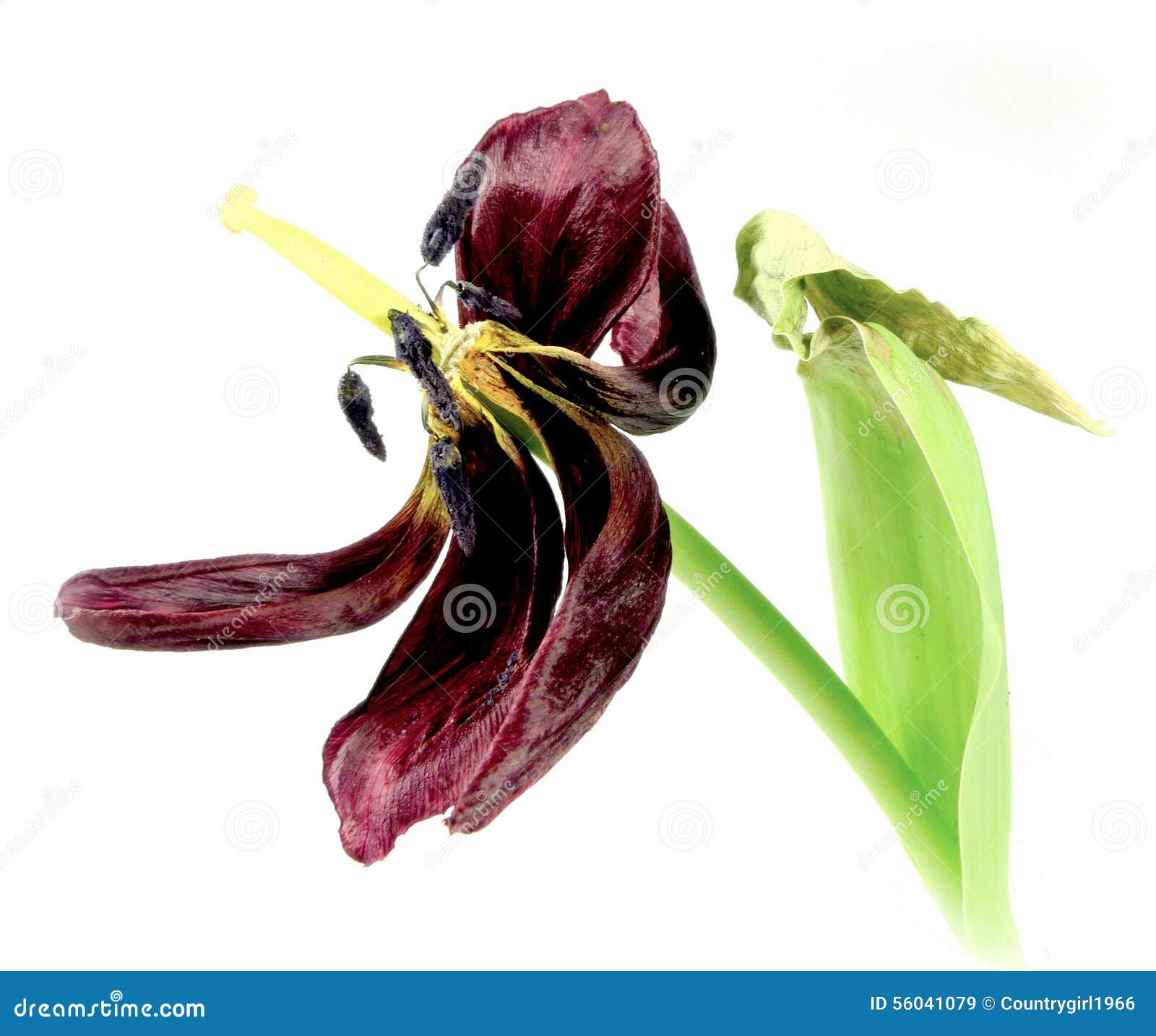 Wilting tulip stock image. Image of environment, form - 56041079