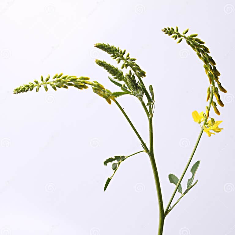 Wilting Weed stock image. Image of dead, green, growth - 9807693