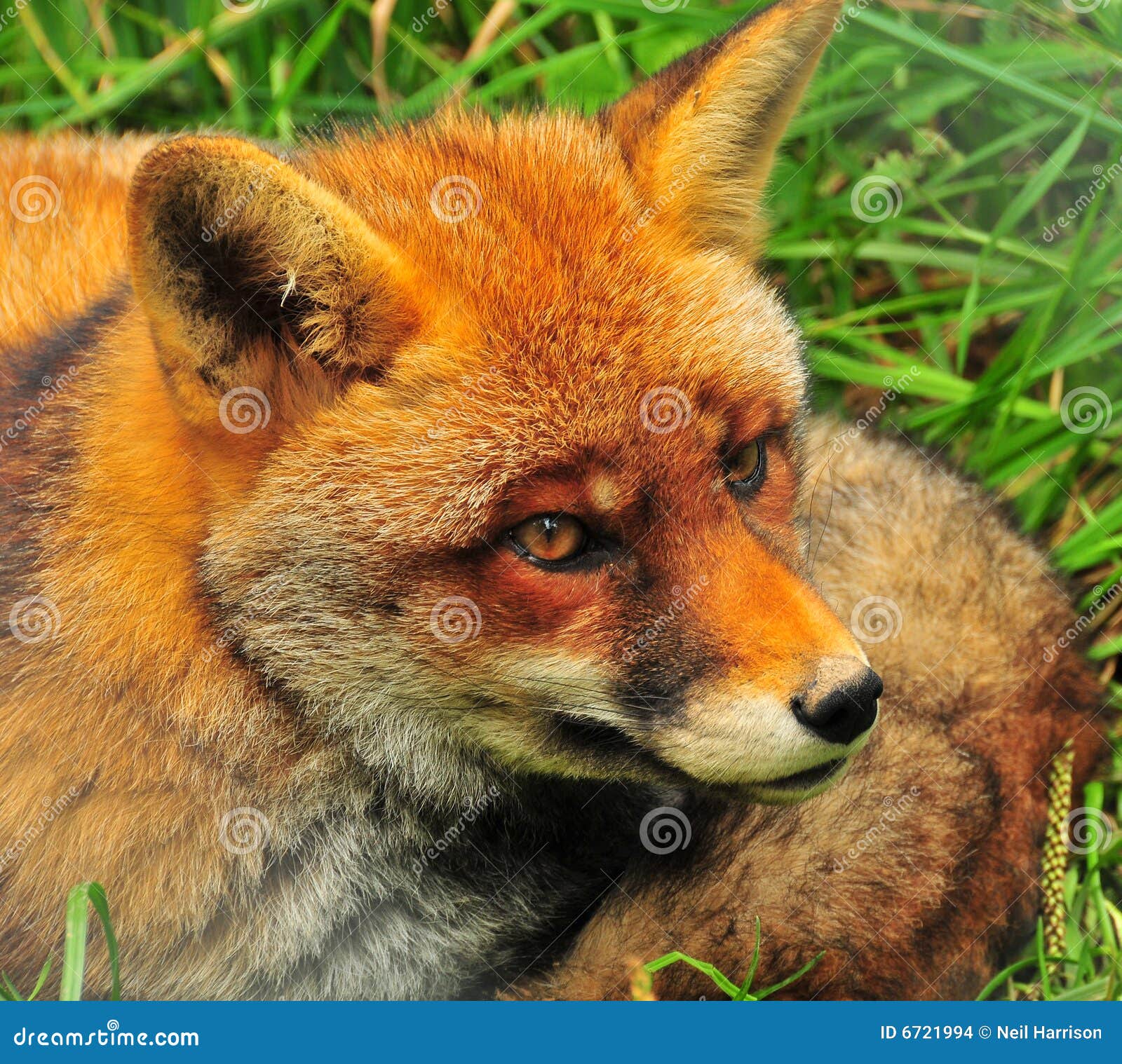Wily Fox stock photo. Image of head, grass, ears, neil - 6721994